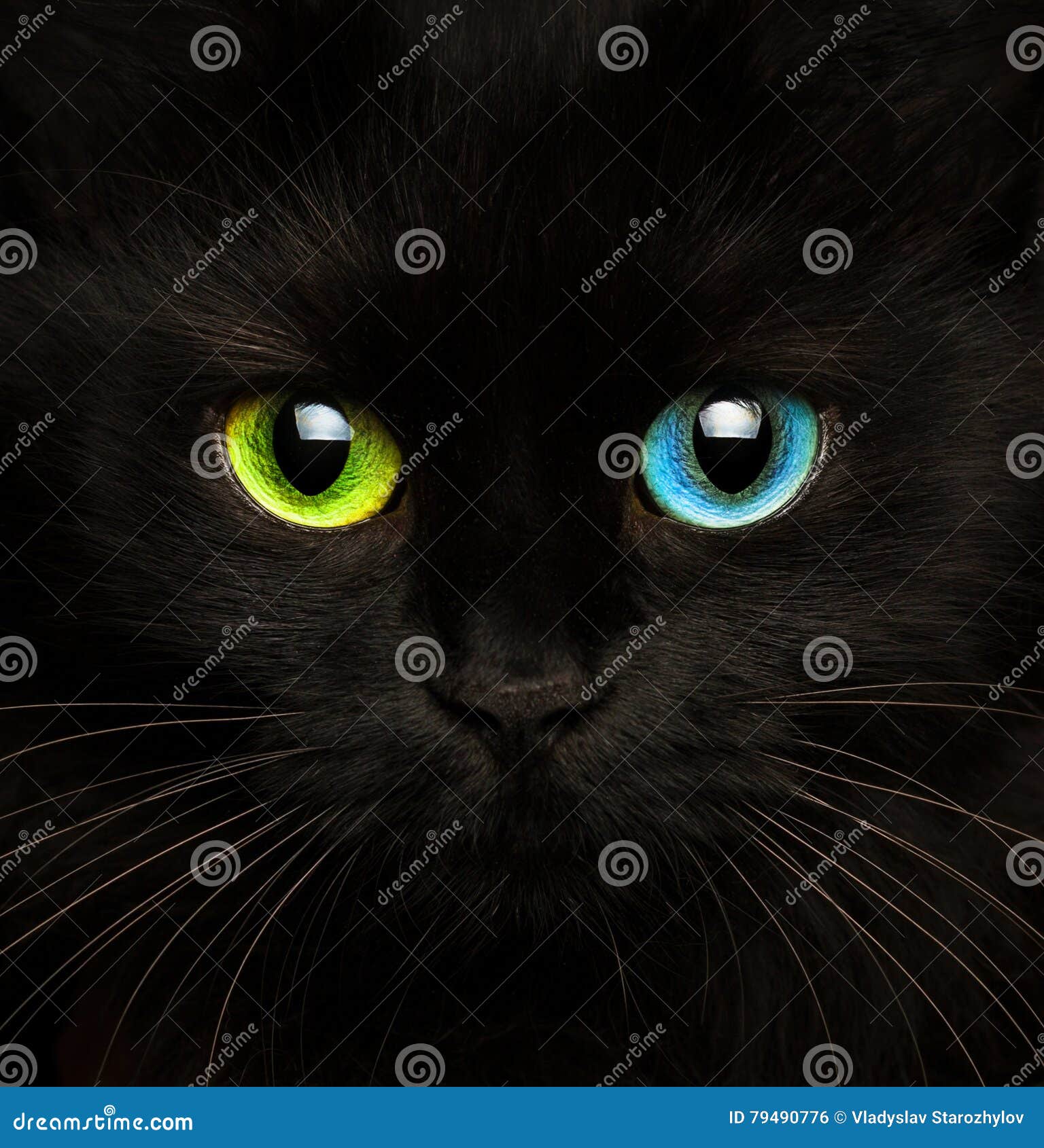 Zwarte Kat Met Ogen Van Verschillende Kleurenclose-up Stock Foto ...