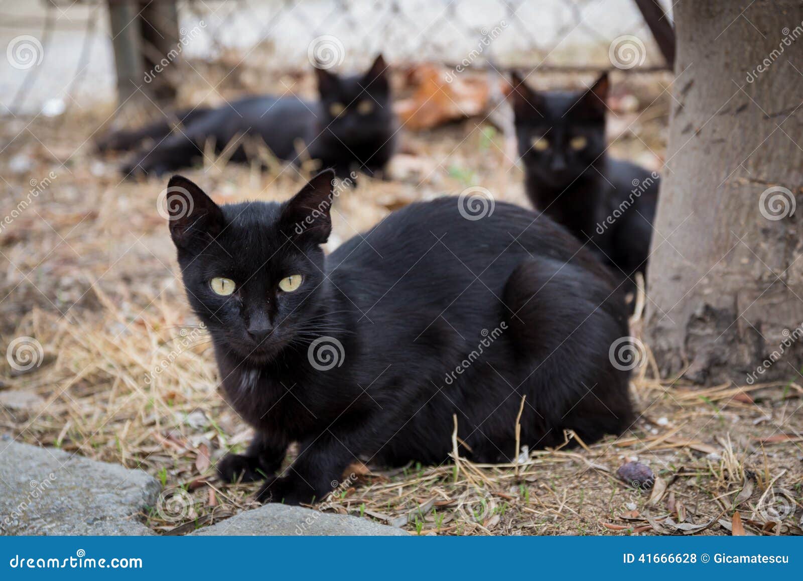 Zwarte katten stock foto. Image of vlooien, dieren, kijkt - 41666628
