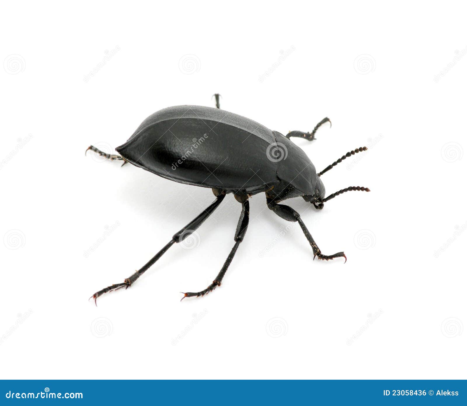 Zwarte kever stock foto. Image of geïsoleerd, insect - 23058436