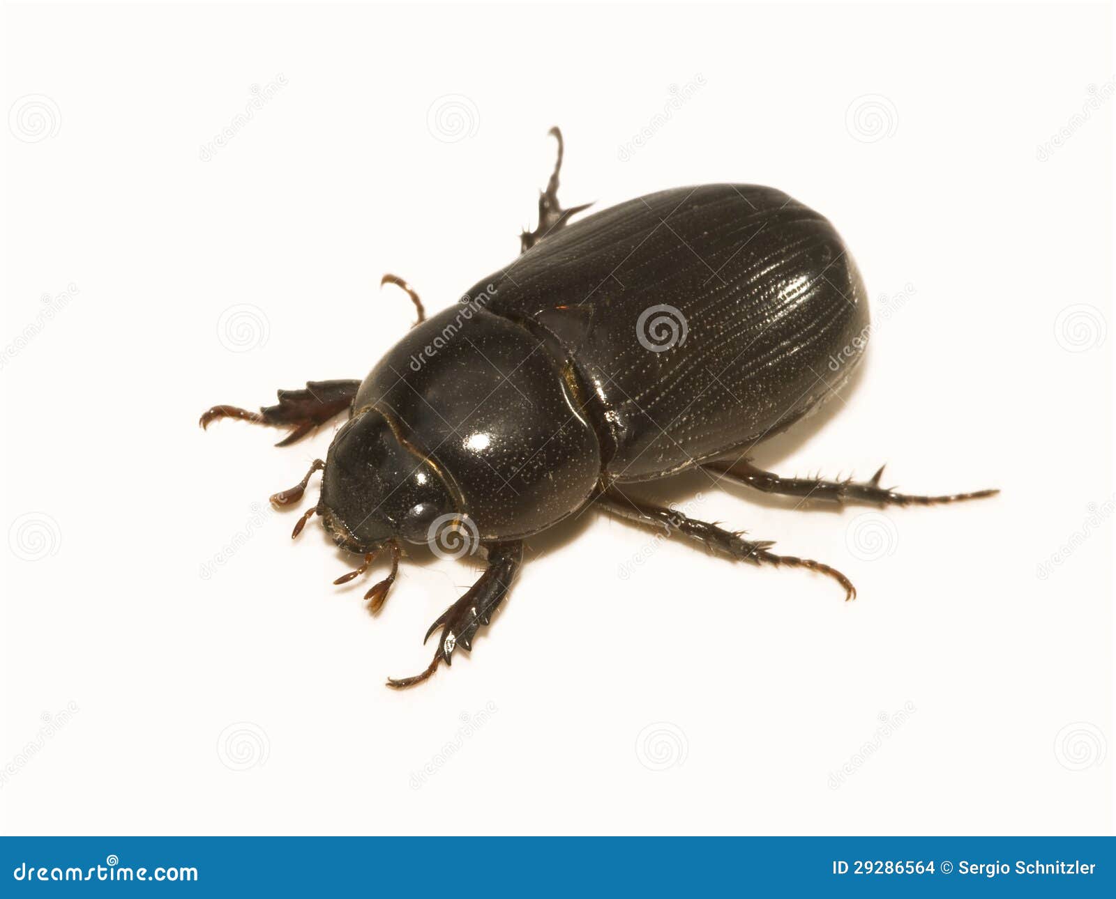 Zwarte Kever stock foto. Image of argentijns, zwart, dieren - 29286564