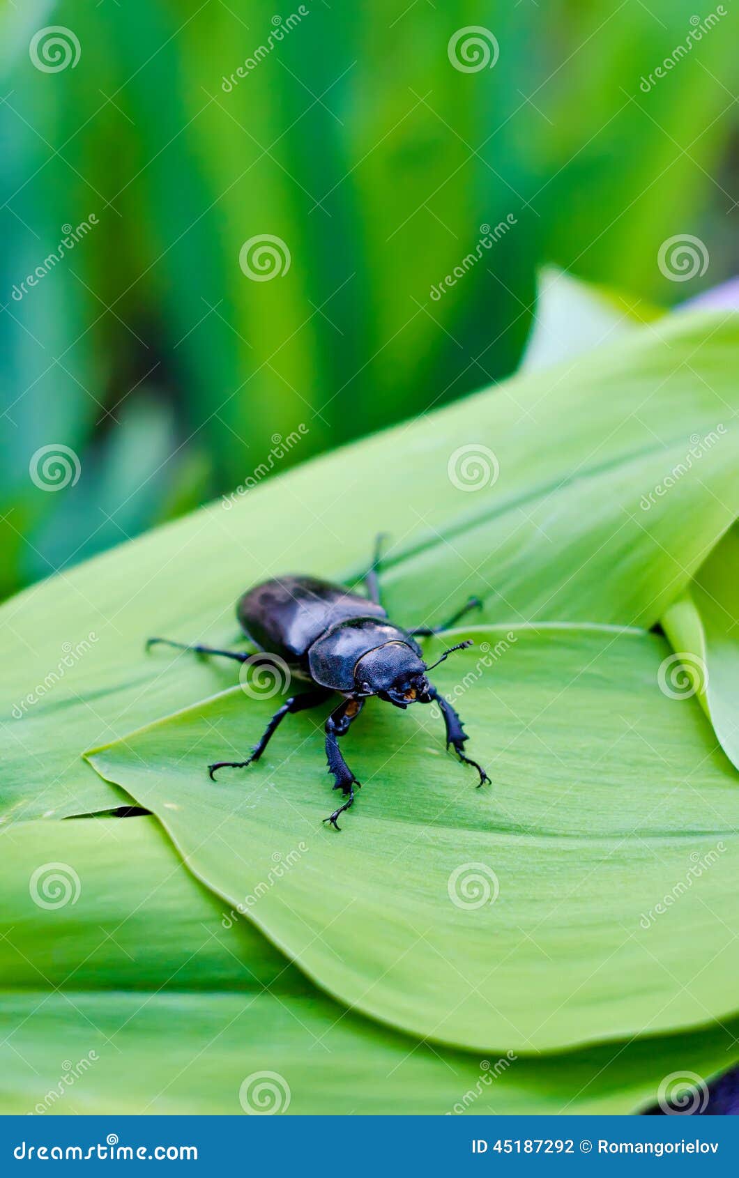 Zwarte kever stock foto. Image of antenne, junikever - 45187292
