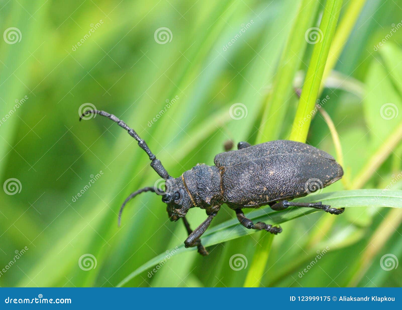 Zwarte Kever Met Lange Snor Stock Afbeelding - Image of macro ...