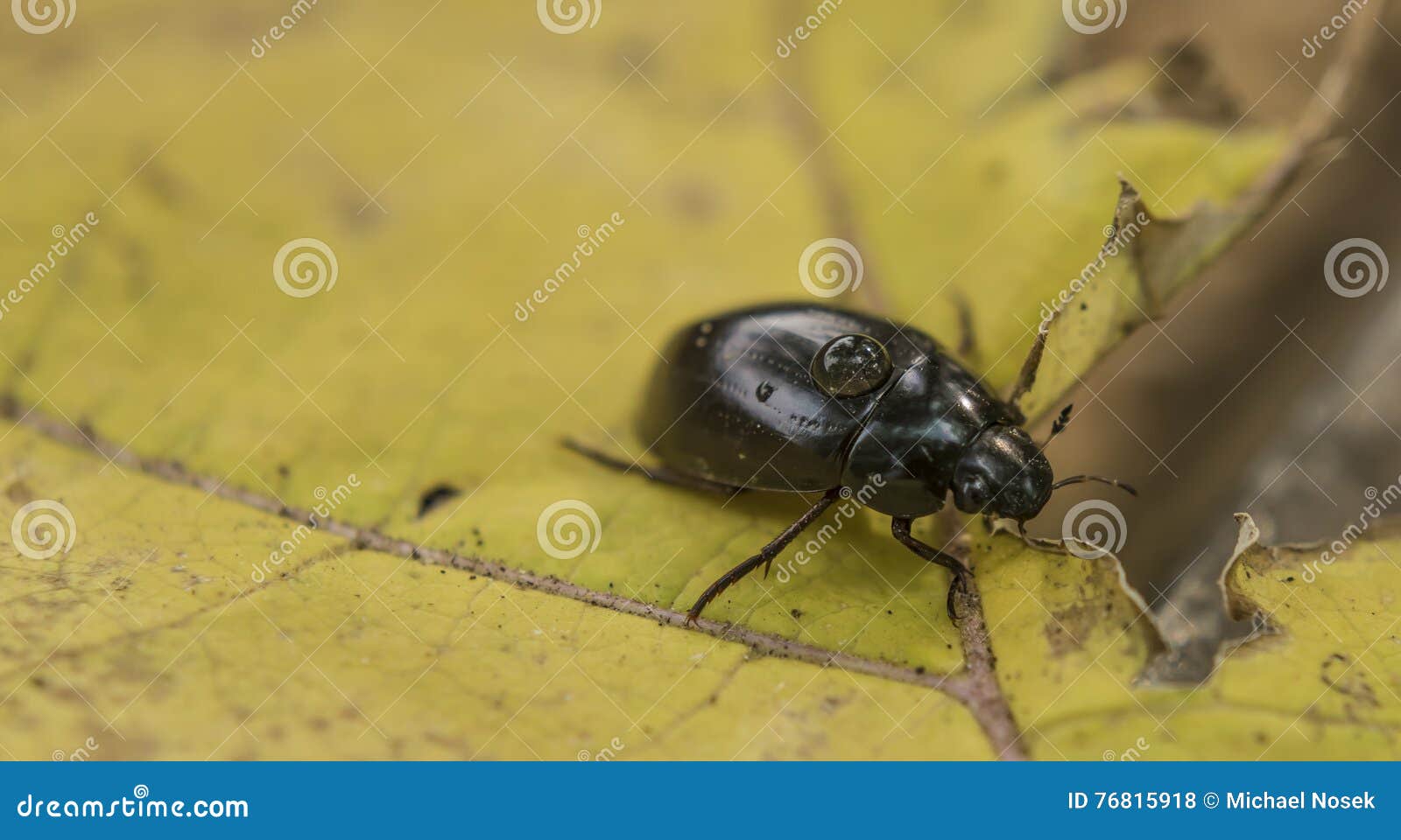 Zwarte kever op geel blad stock foto. Image of benen - 76815918