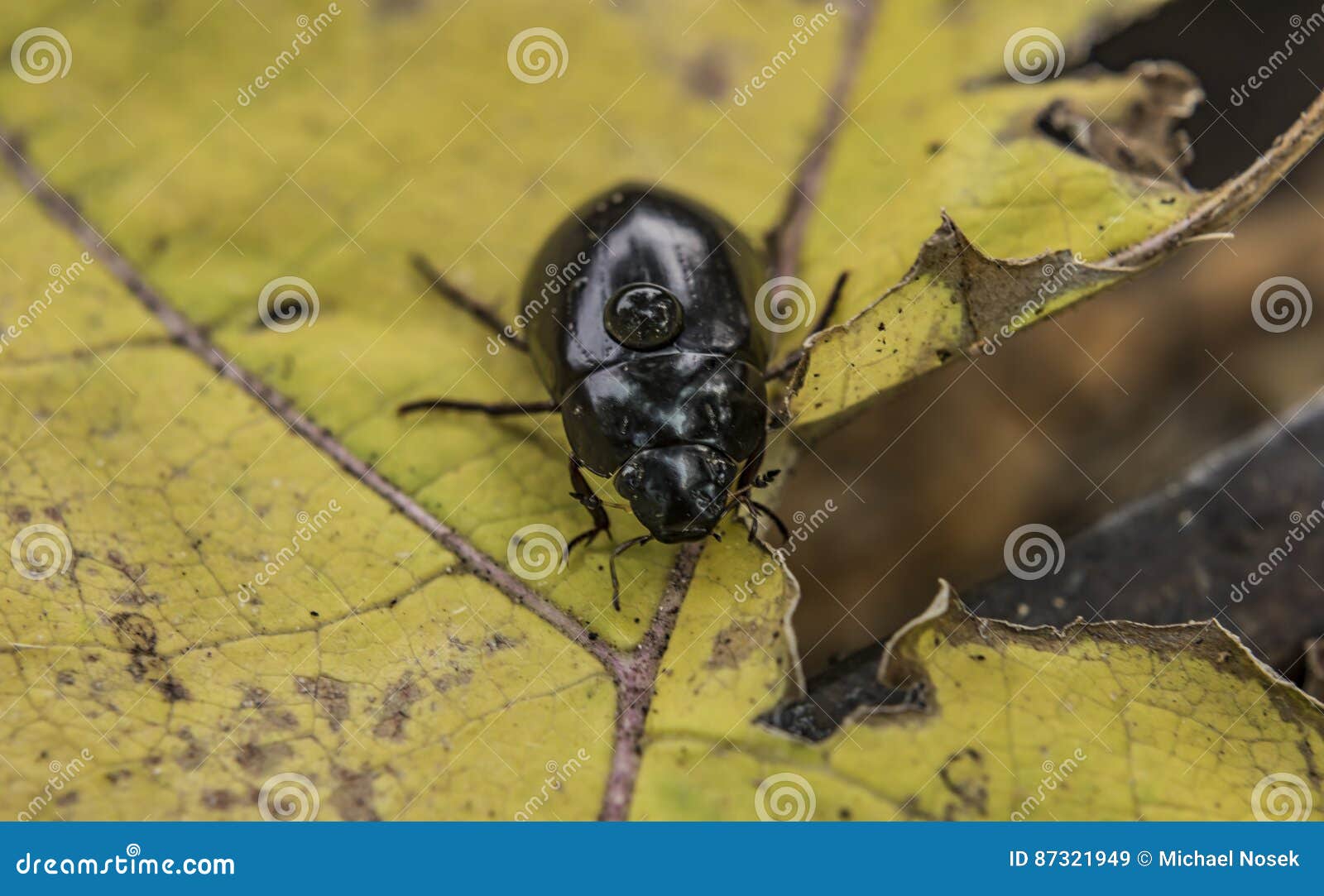 Zwarte Kever Op Geel Blad in De Herfstdag Stock Afbeelding - Image of ...