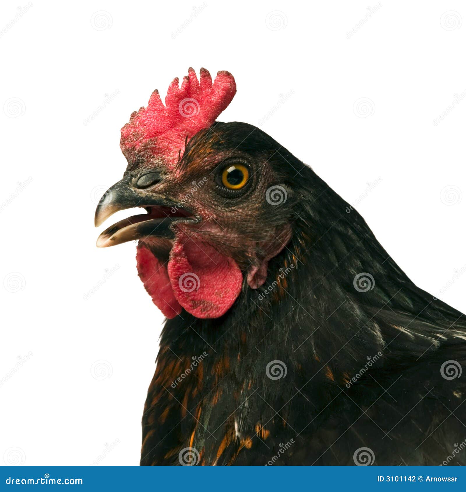 Zwarte kip stock foto. Image of dier, achtergrond, geïsoleerd - 3101142