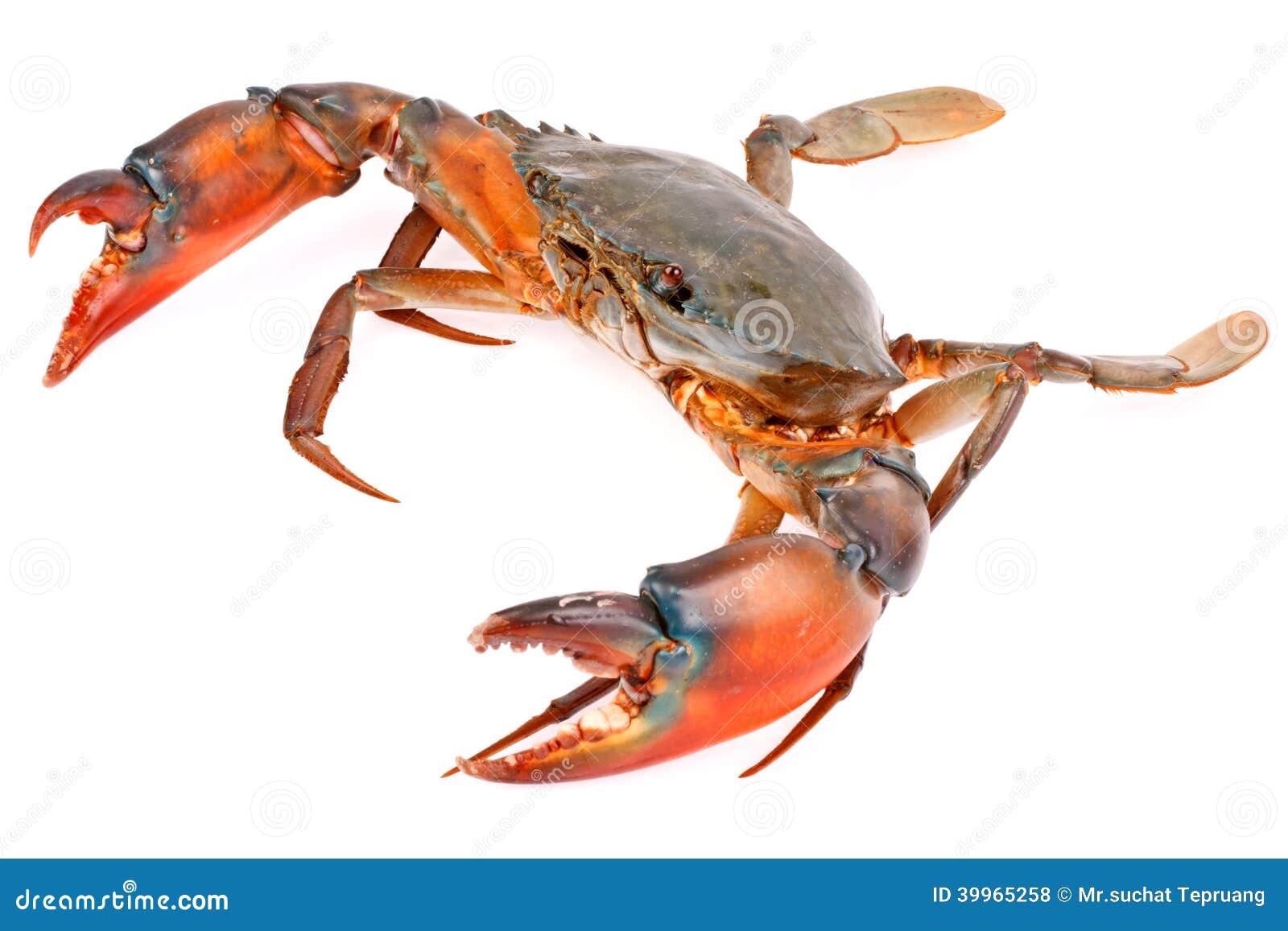 Zwarte Krab in Geïsoleerd Op Witte Achtergrond Stock Foto - Image of dier, kleur: 39965258