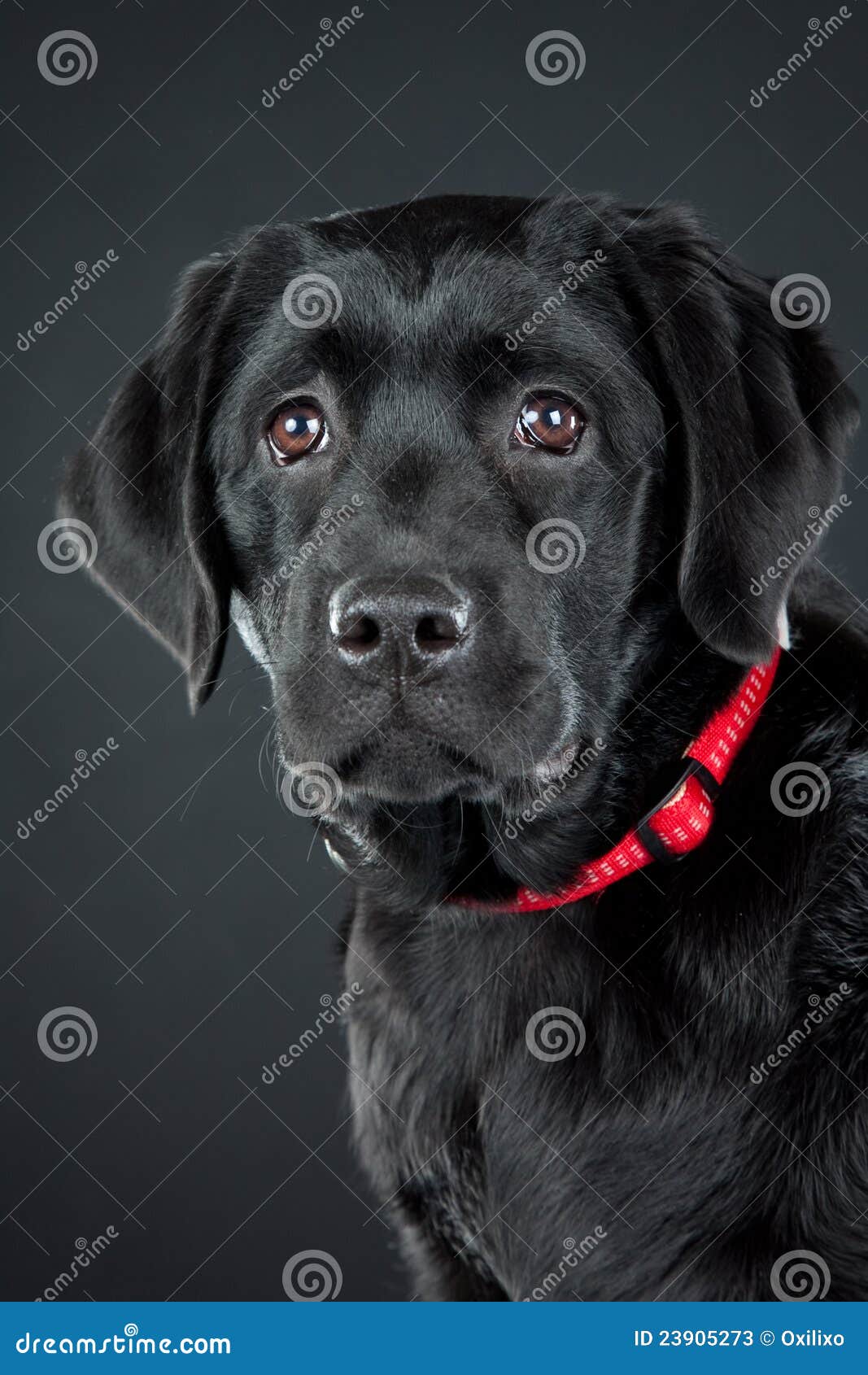 Zwarte Labrador retriever stock afbeelding. Image of portret - 23905273
