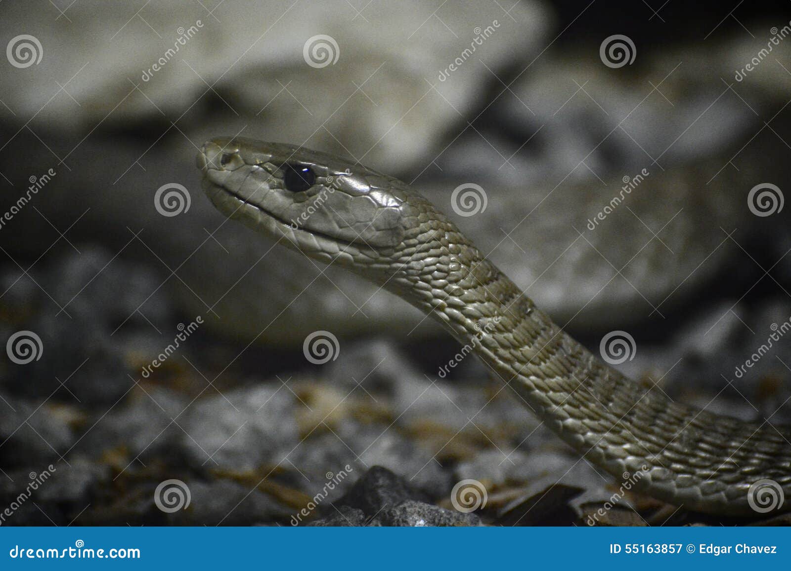 Zwarte mamba stock afbeelding. Image of achtergrond, benen - 55163857
