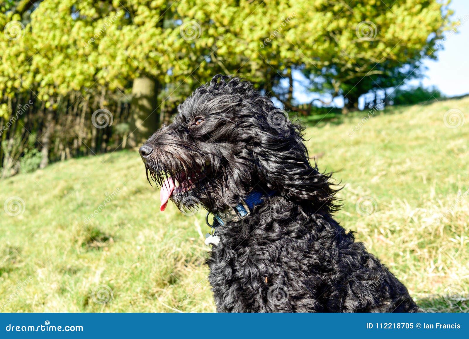 Zwarte Mannelijke Cockapoo-hond Met Stok Stock Afbeelding - Image of ...