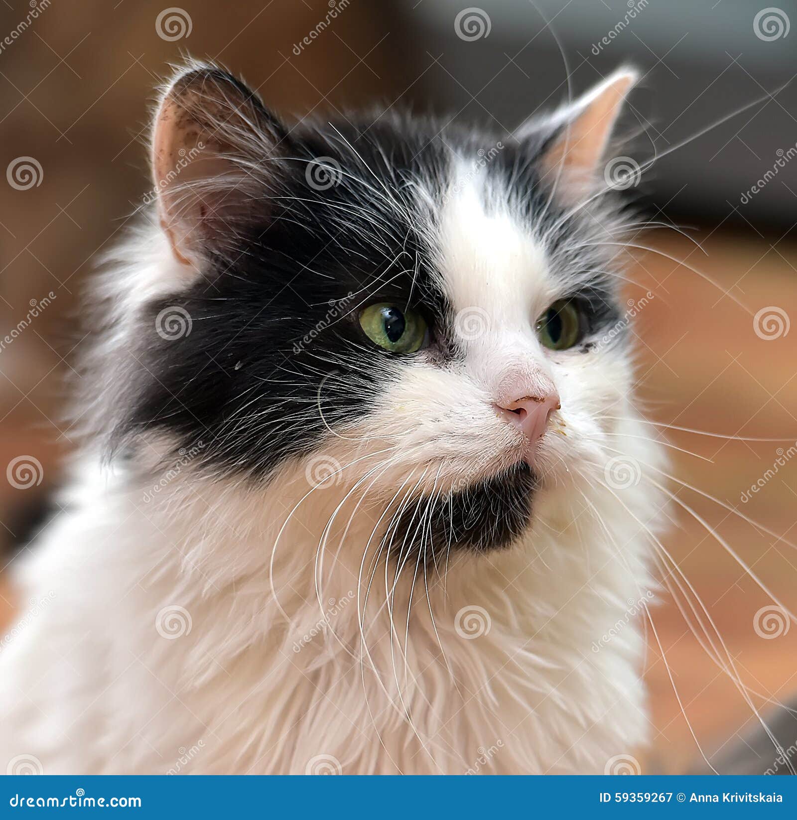 Zwarte Met Witte Siberische Kat Stock Afbeelding - Image of portret ...