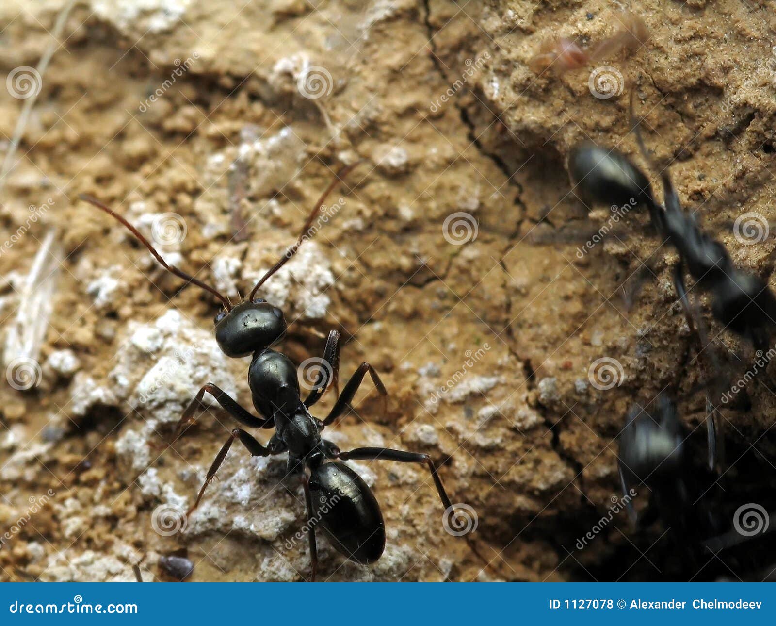 Zwarte mier stock foto. Image of dier, geleedpotigen, insecten - 1127078