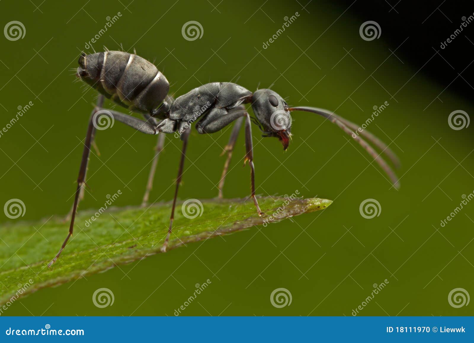 Zwarte mier stock foto. Image of antenne, sluit, wild - 18111970