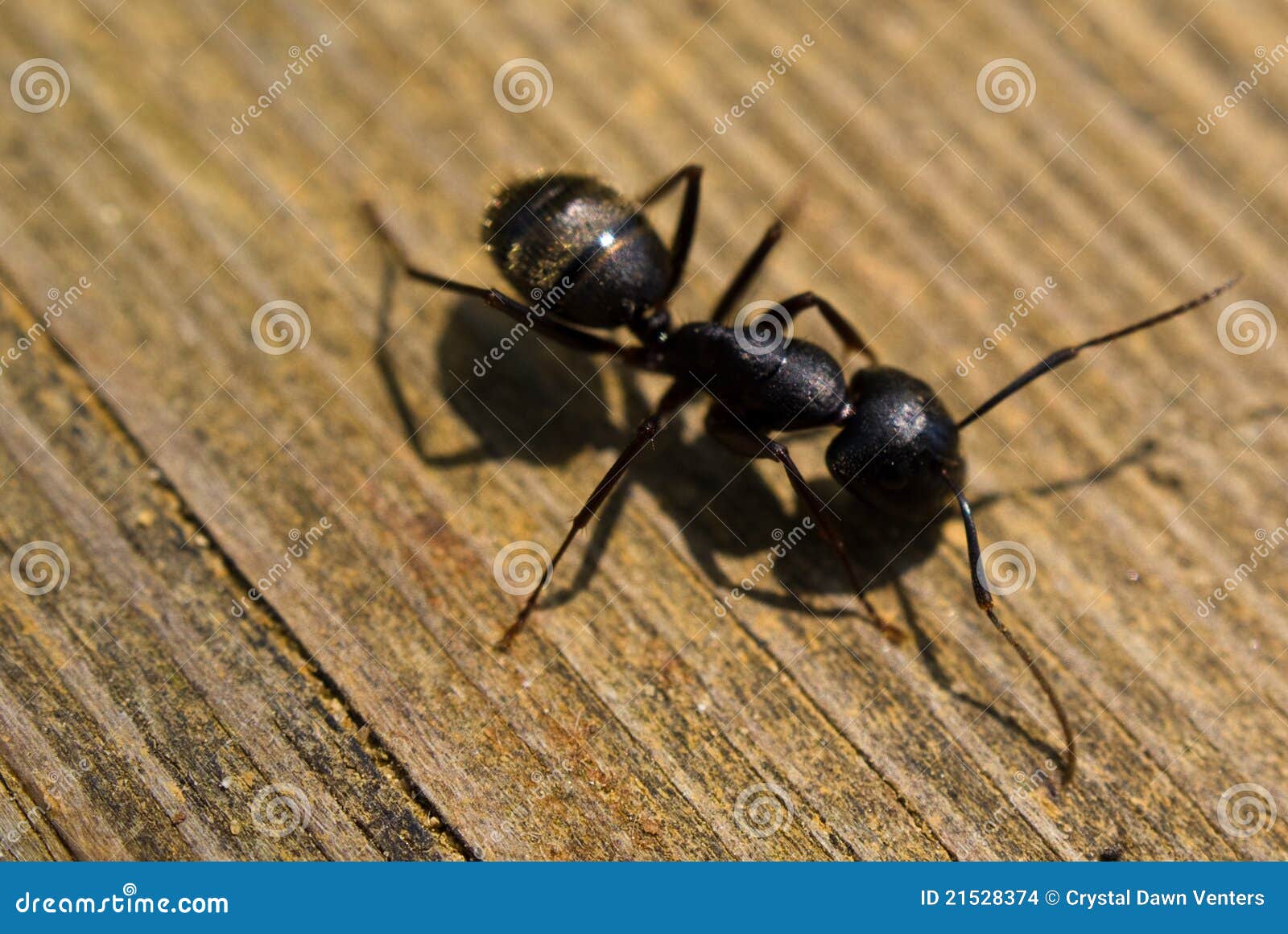 Zwarte Mier stock foto. Image of insect, onderaan, hoofd - 21528374
