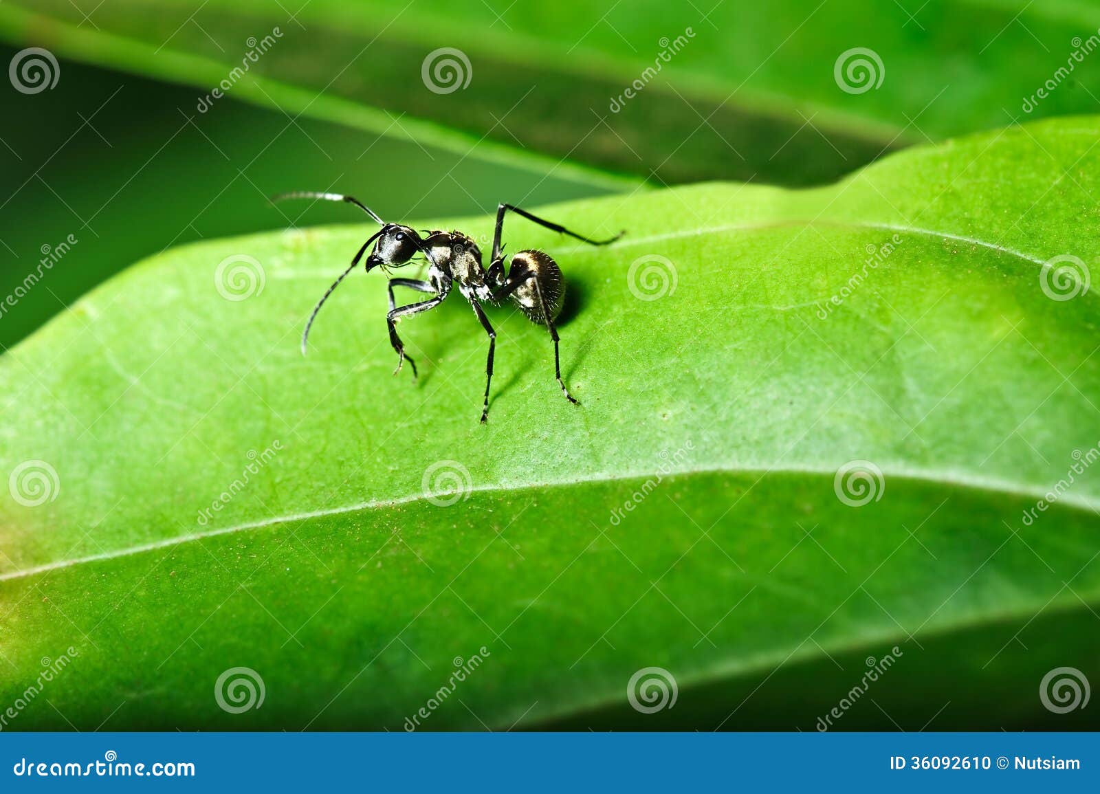 Zwarte mier stock foto. Image of tuin, groen, mier, sluit - 36092610