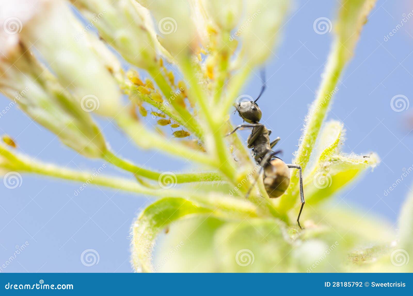 Zwarte Mier En Aphids in Groene Aard Stock Foto - Image of zwart, groen ...