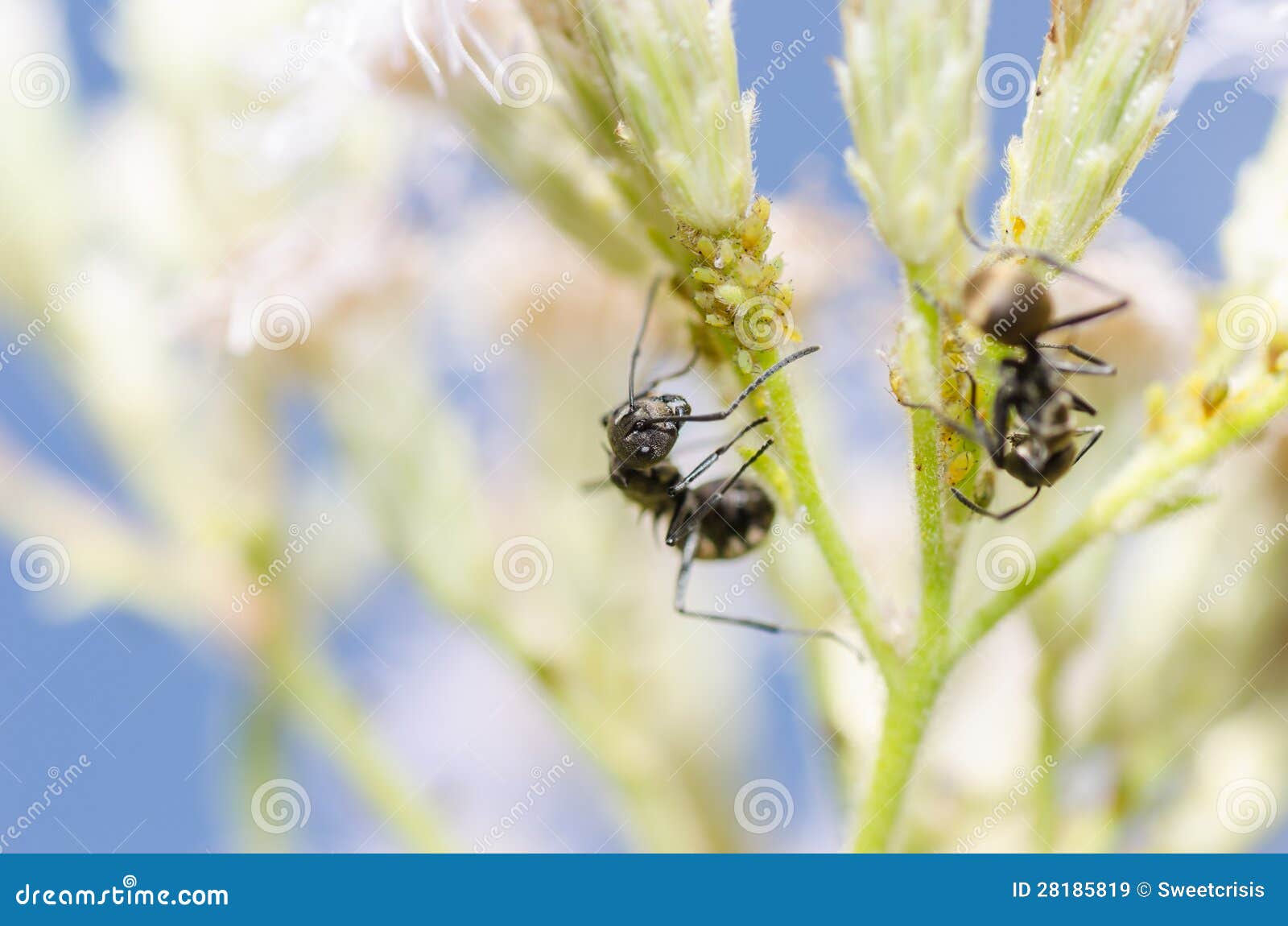 Zwarte Mier En Aphids in Groene Aard Stock Afbeelding - Image of insect ...