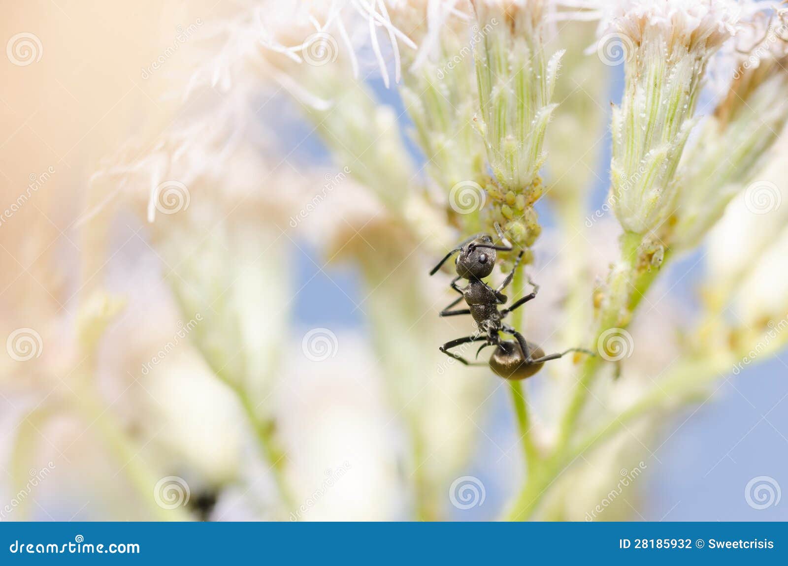 Zwarte Mier En Aphids in Groene Aard Stock Foto - Image of installatie ...