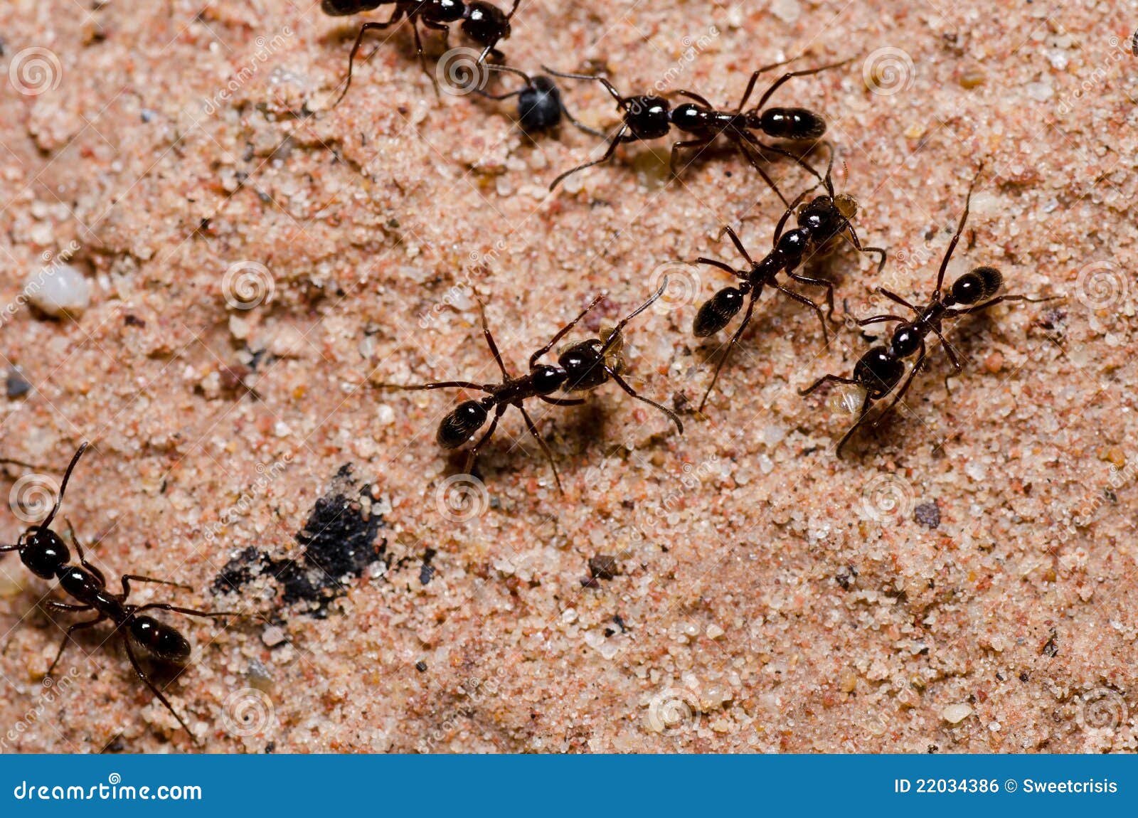 Zwarte mier in groene aard stock foto. Image of voer - 22034386