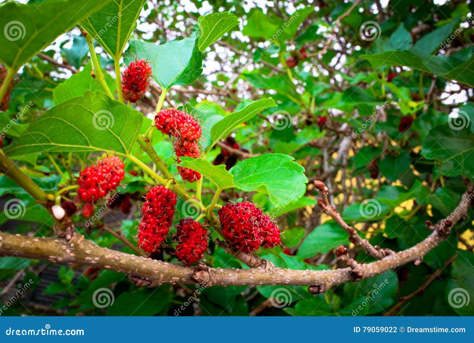 Zwarte moerbeiboom stock foto. Image of eigenschappen - 79059022