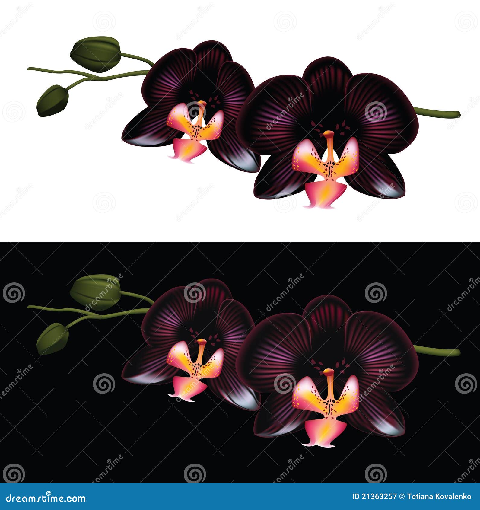 Zwarte orchidee vector illustratie. Illustration of elegantie - 21363257