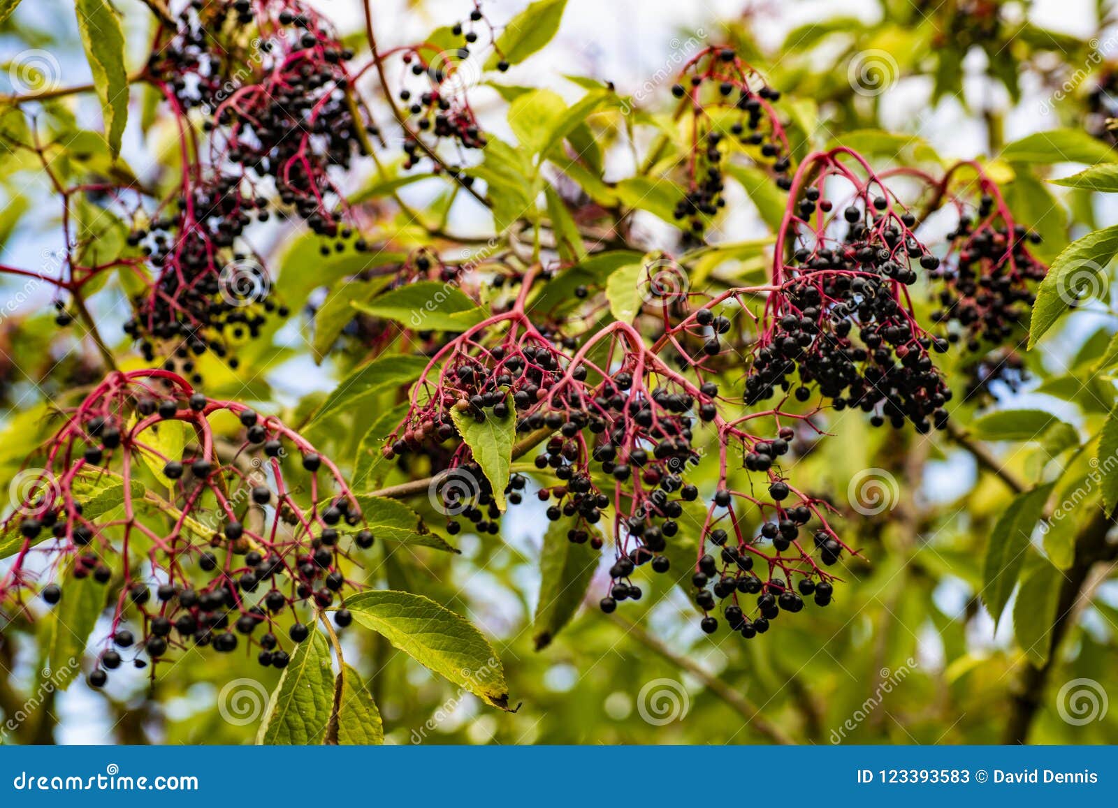 Zwarte Oudere Bessen Op Een Boom Stock Afbeelding - Image of bengel ...