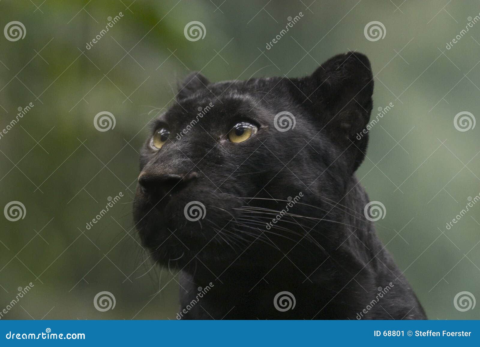 Zwarte Panter stock afbeelding. Image of katten, sterk, zwart - 68801