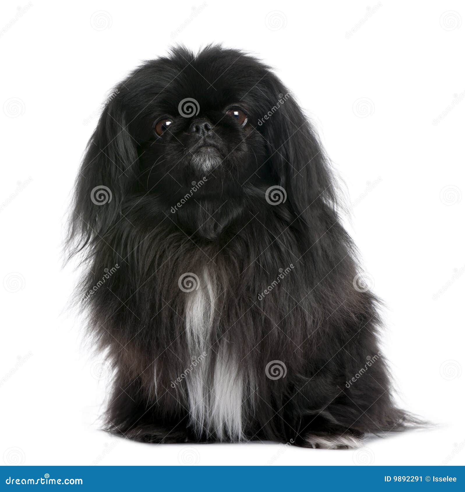Zwarte Pekinees (6 Jaar Oud) Stock Afbeelding - Beeld: 9892291