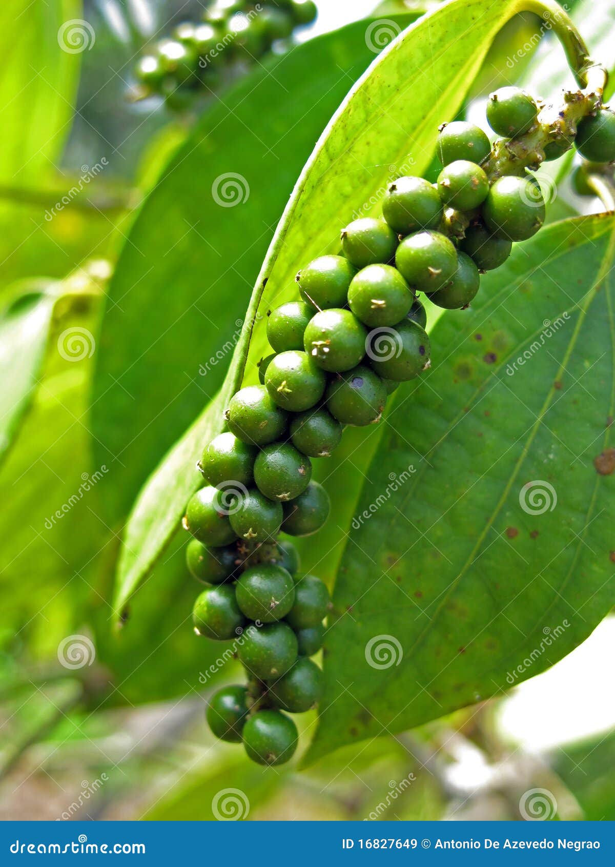 Zwarte peper stock afbeelding. Image of keuken, plantaardig - 16827649