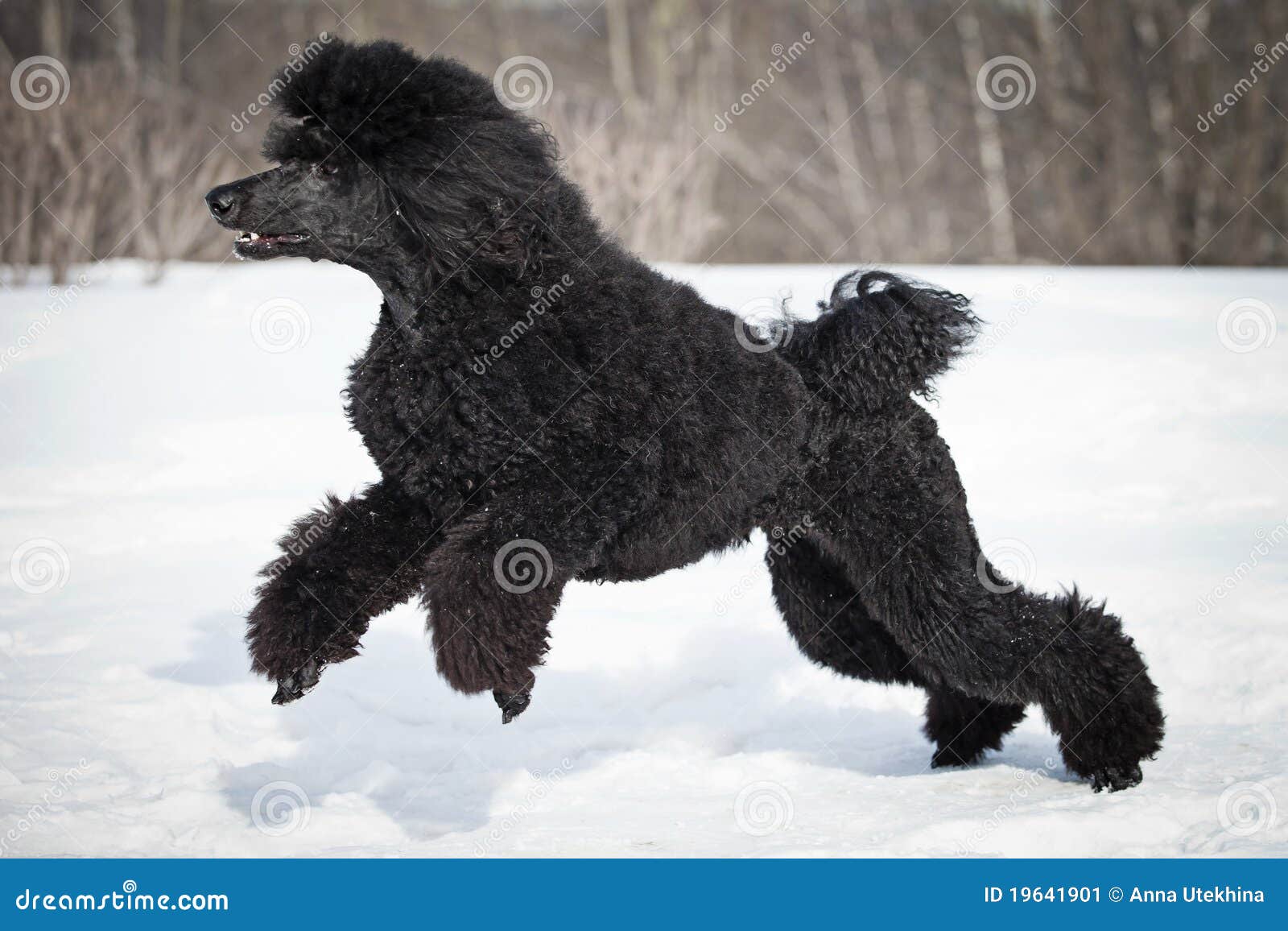 Zwarte Poedel stock afbeelding. Image of winter, honds - 19641901