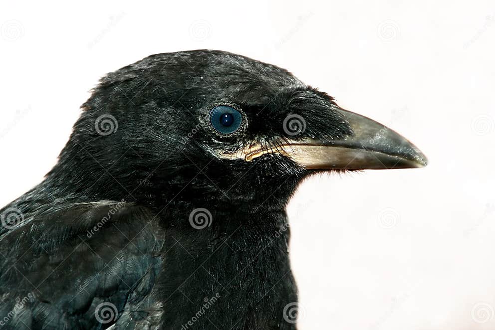 Zwarte Raaf stock foto. Image of macro, vogel, zwart, dier - 7550166