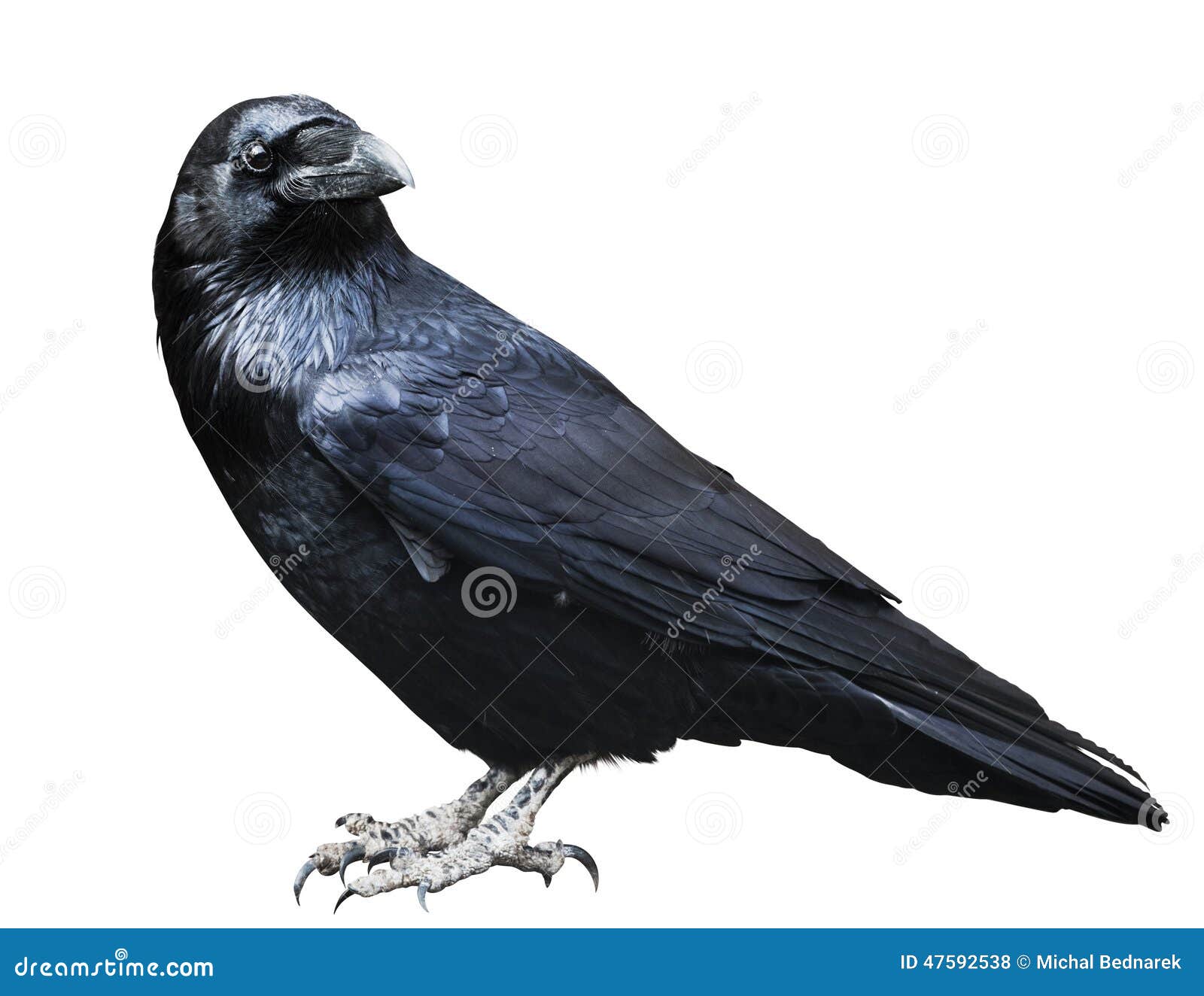 Zwarte Raaf Vogel Op Wit Wordt Geïsoleerd Dat Stock Foto - Image of ...