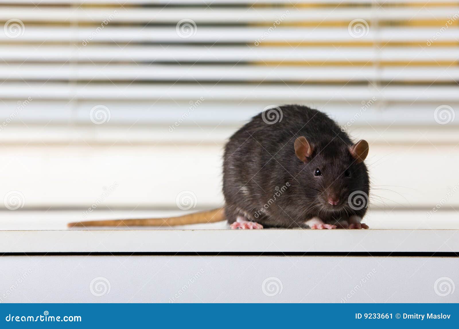 Zwarte rat stock afbeelding. Image of huis, knaagdier - 9233661