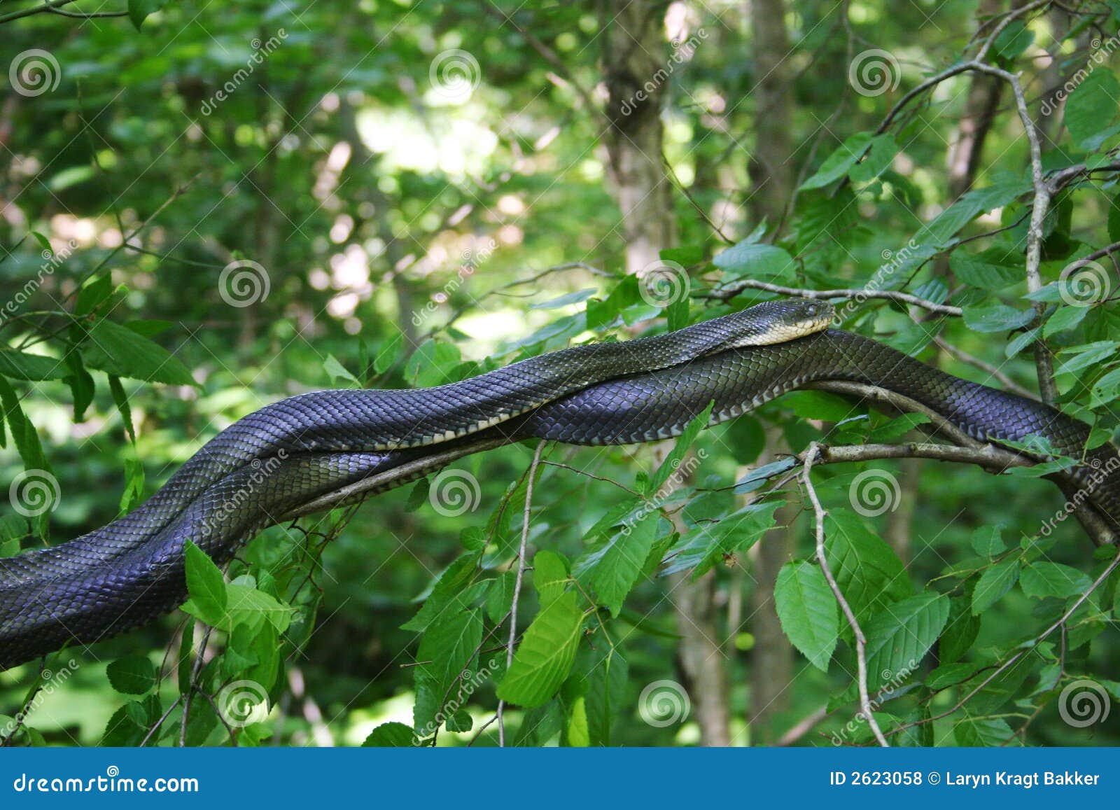 Zwarte rattenslang stock foto. Image of delaware, schaal - 2623058