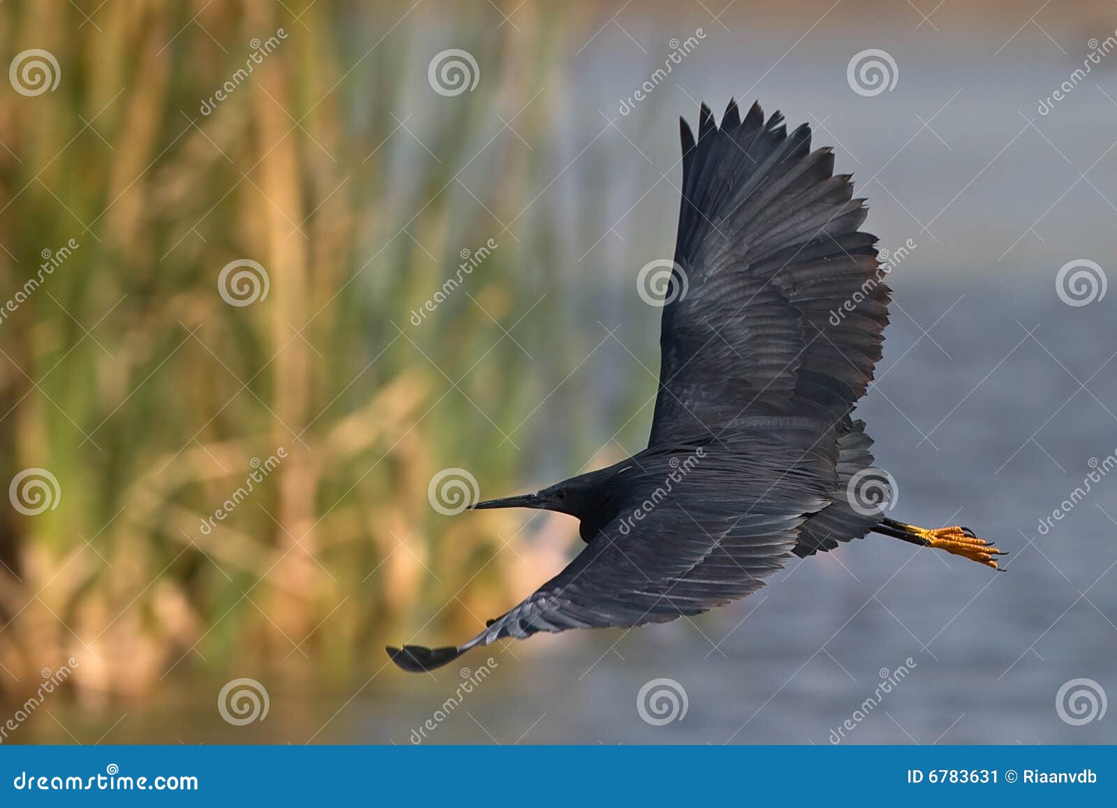 Zwarte Reiger stock afbeelding. Image of zuiden, dieren - 6783631