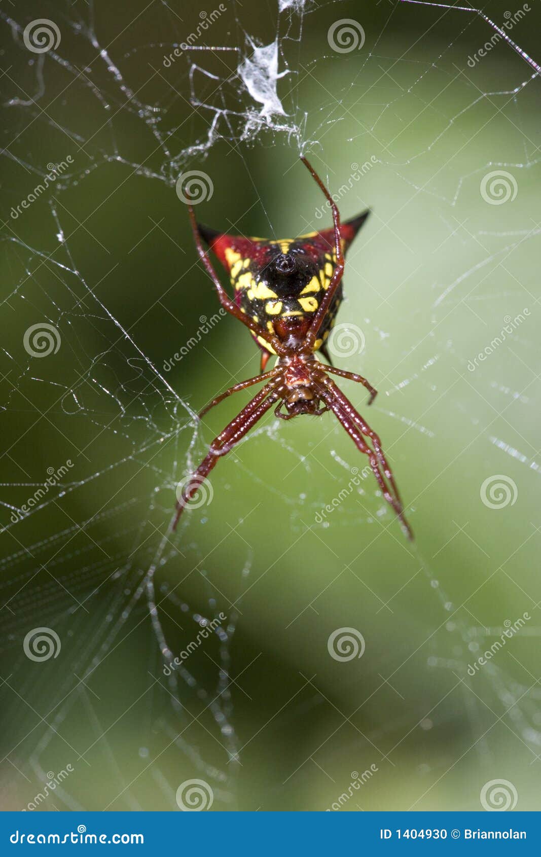 Zwarte Rode En Gele Gehoornde Spin Stock Foto - Image of insect ...