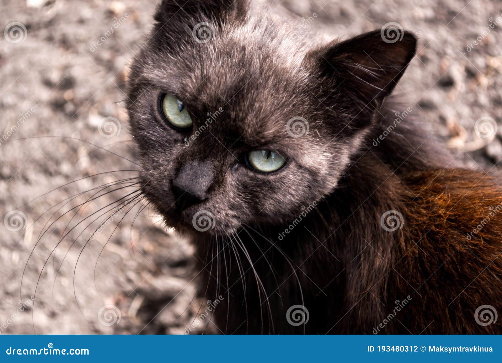 Zwarte Rode Kat Met Groene Ogen Stock Foto - Image of ogen, huisdieren ...