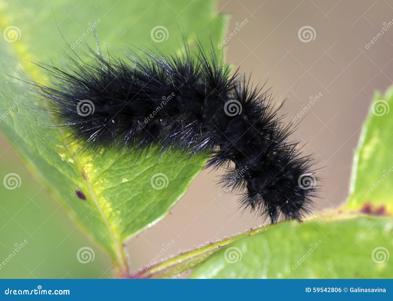 Zwarte rupsband stock foto. Image of dieren, installatie - 59542806