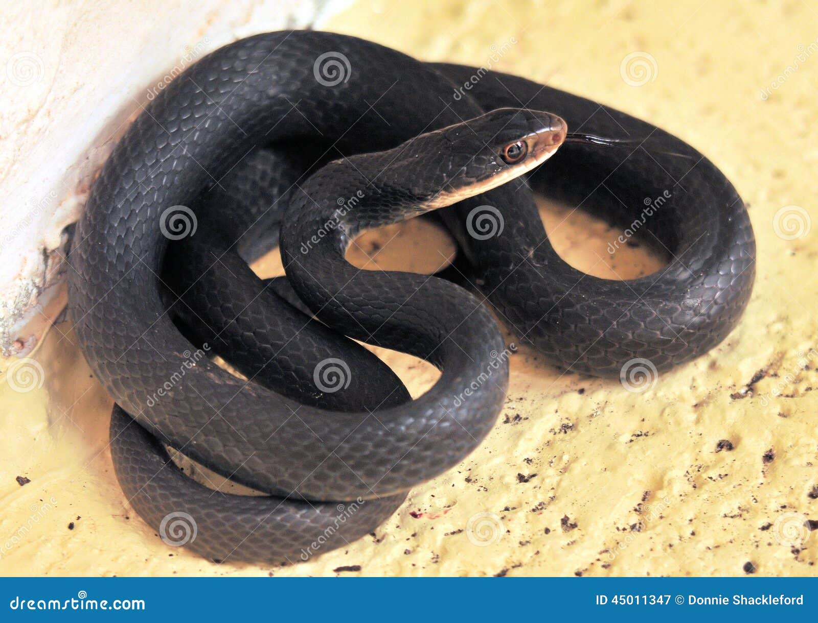 Zwarte Slang stock afbeelding. Image of renner, strand - 45011347