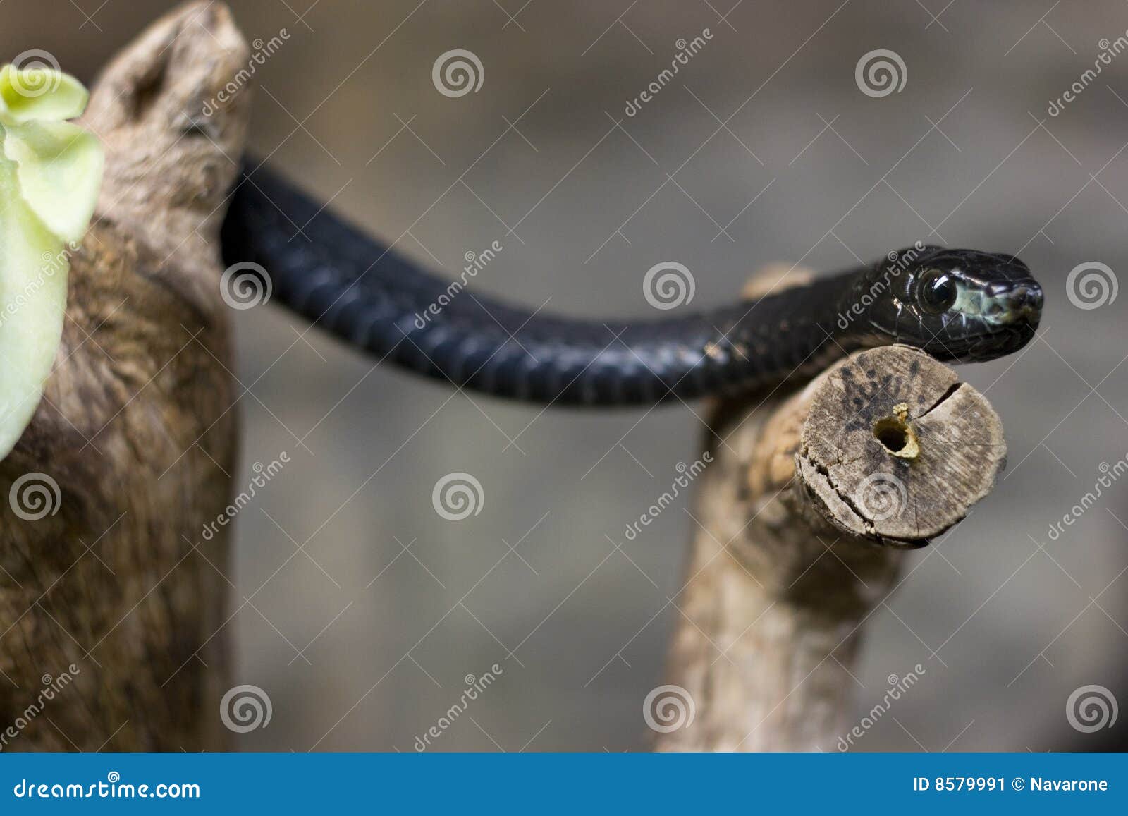 Zwarte Slang stock afbeelding. Image of schuiven, giftig - 8579991