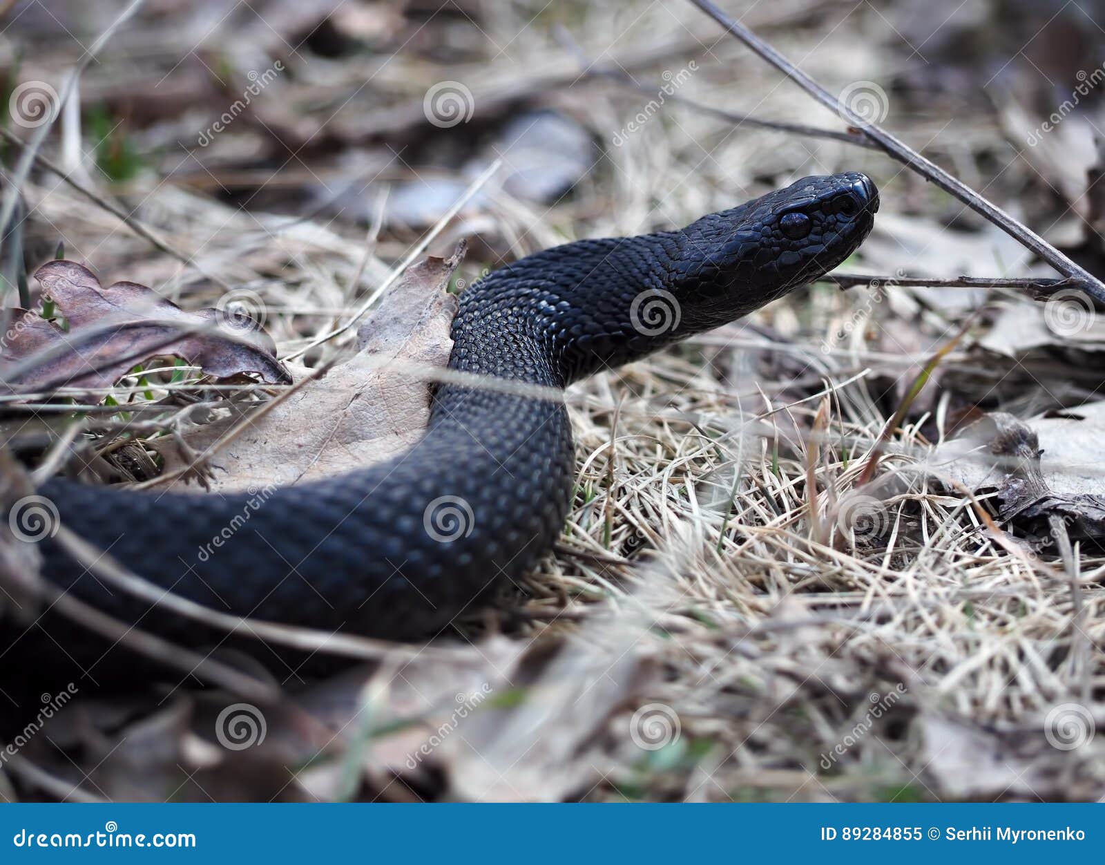 Zwarte slang bij het bos stock afbeelding. Image of dier - 89284855