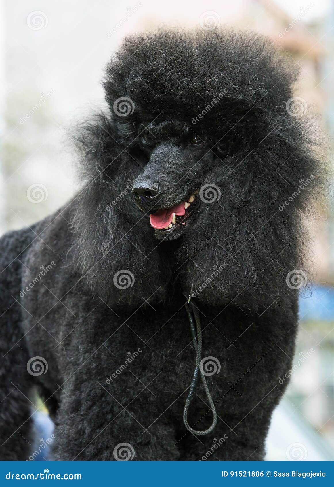 Zwarte Standaard Franse Poedel Stock Foto - Image of hond, gehoorzaam ...