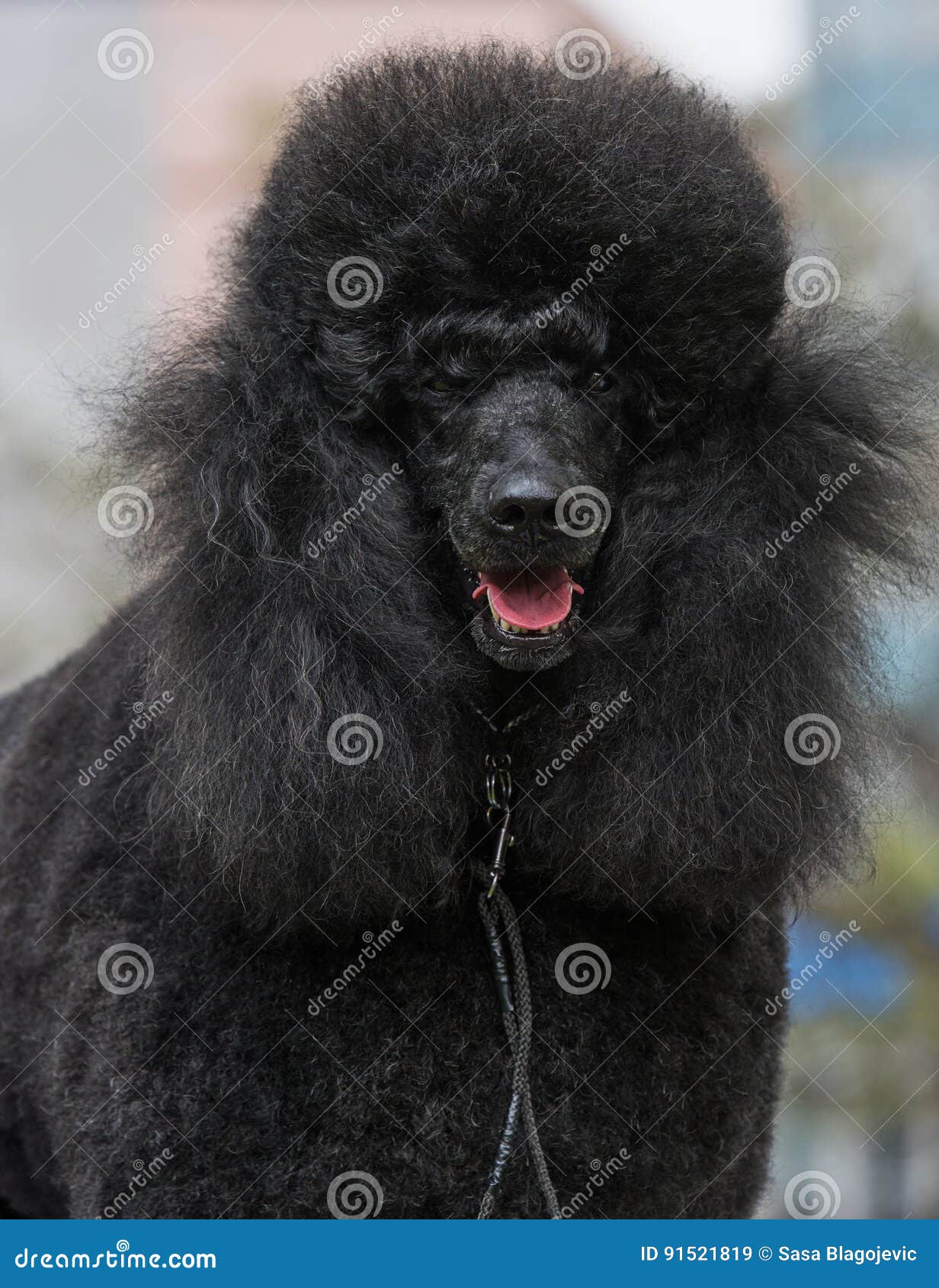 Zwarte Standaard Franse Poedel Stock Afbeelding - Image of pluizig ...