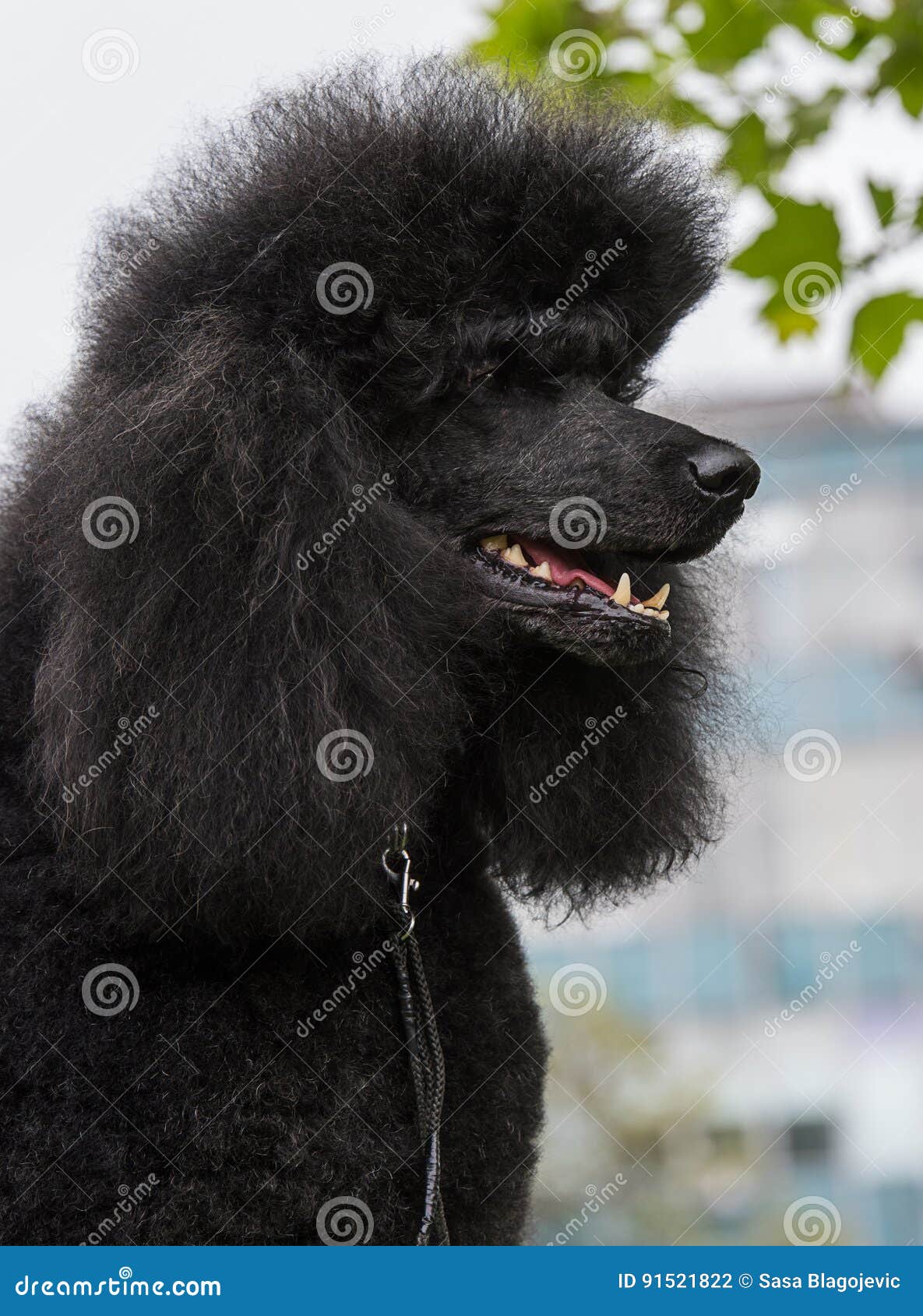 Zwarte Standaard Franse Poedel Stock Foto - Image of zwart, slim: 91521822