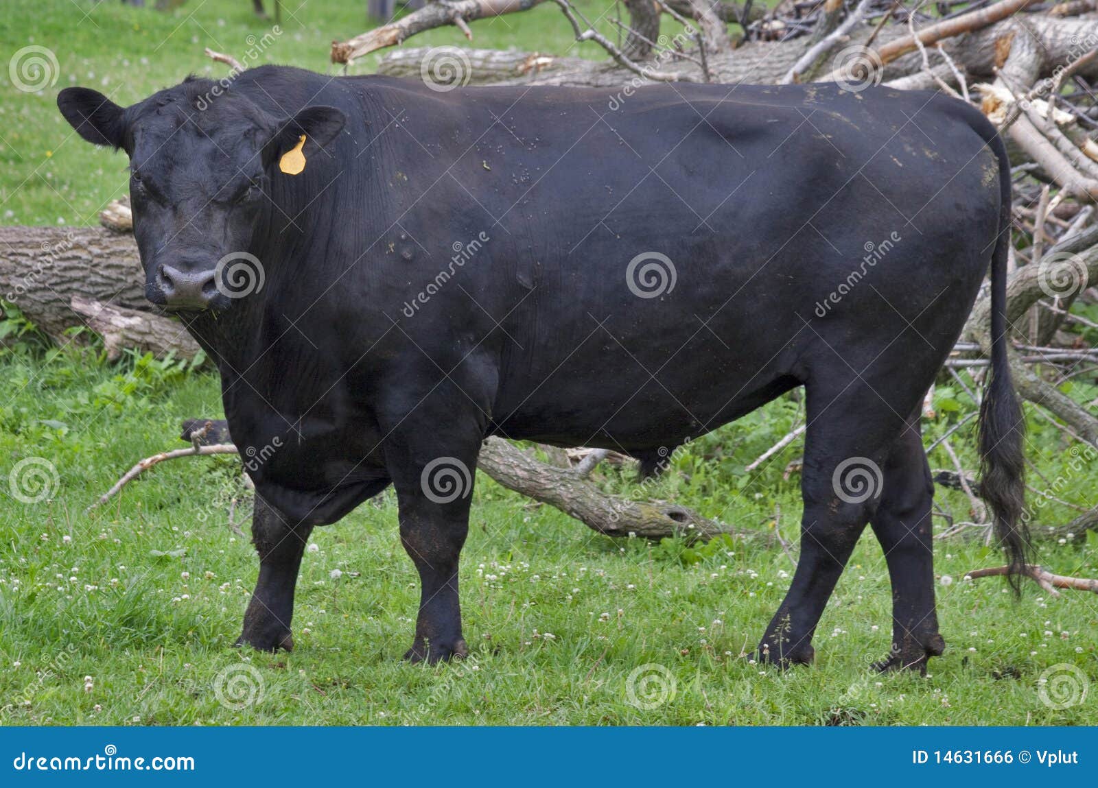Zwarte Stier stock foto. Image of landbouw, dier, landbouwbedrijf ...