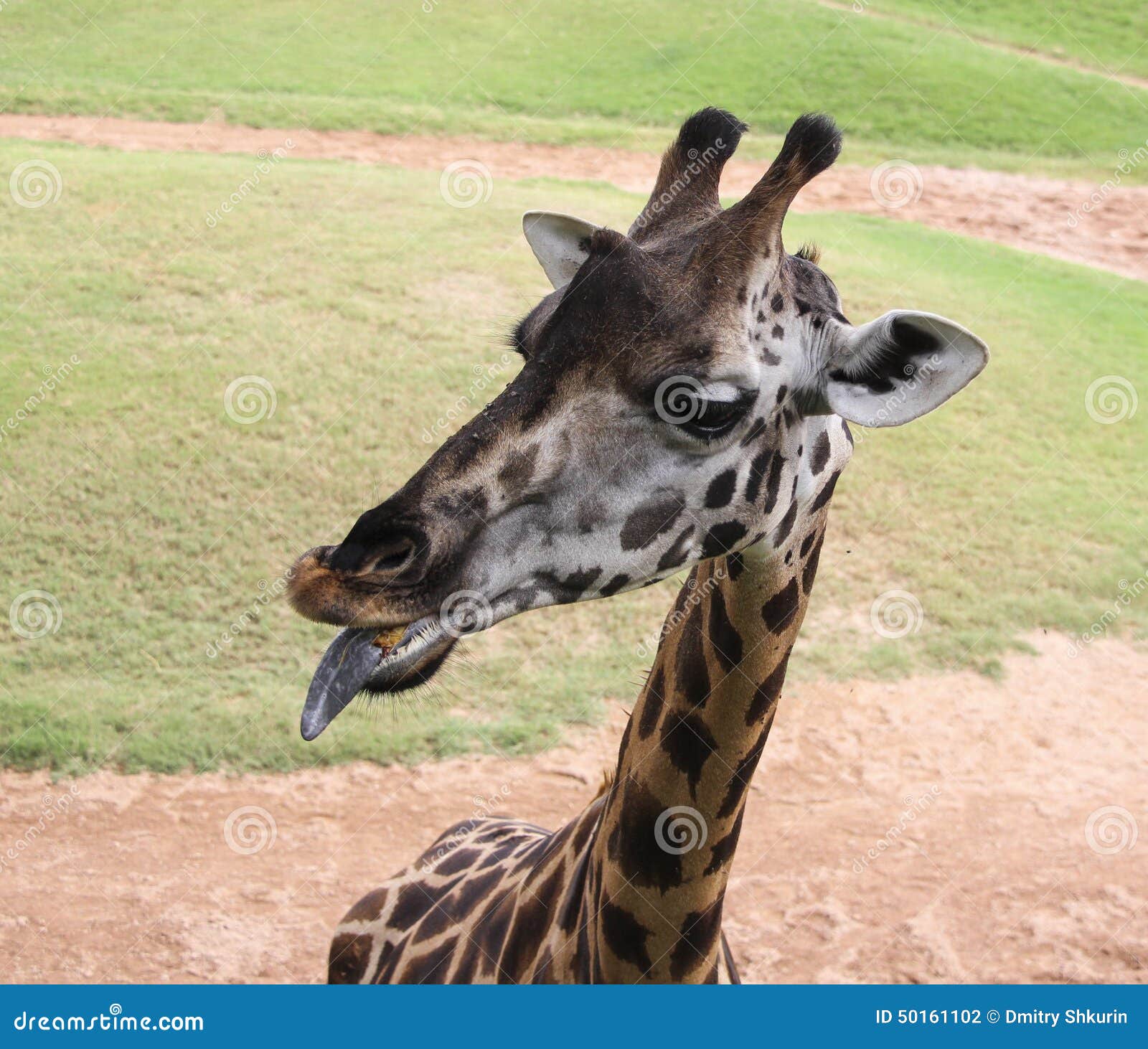 Zwarte tong van giraf stock foto. Image of vriendschappelijk - 50161102