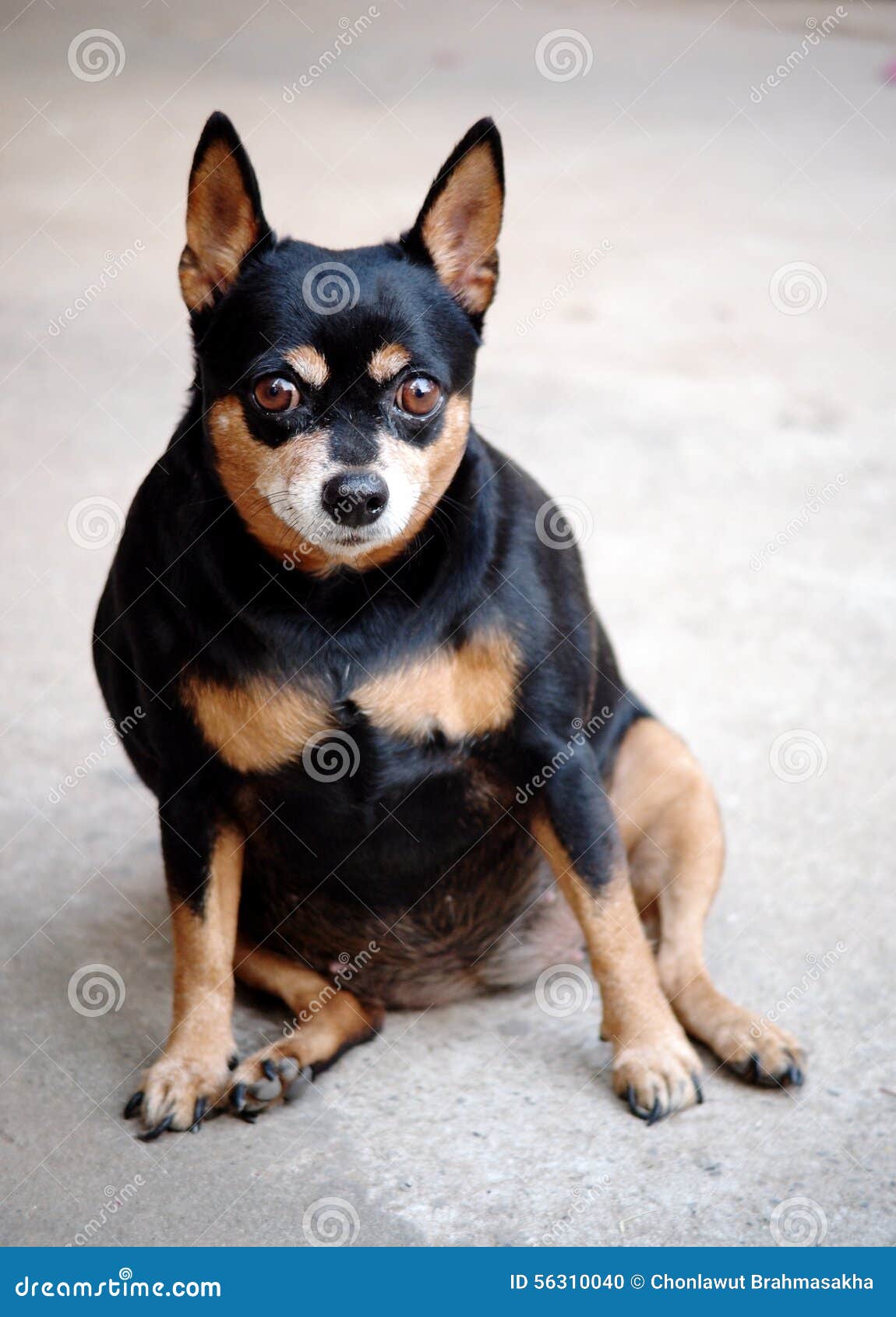 Zwarte Vette Miniatuurpinscher Stock Foto - Image of binnenlands ...