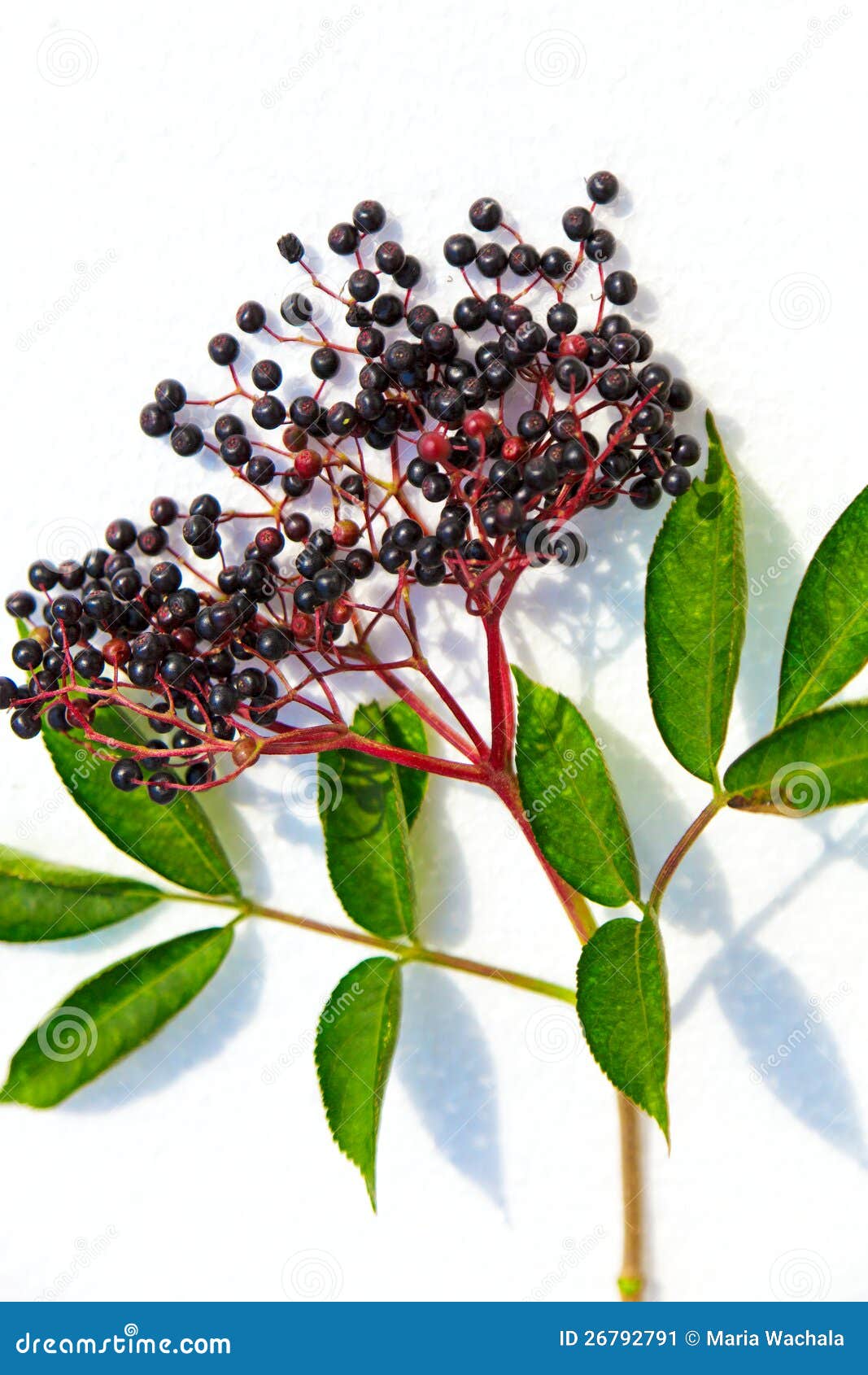 Zwarte Vlierbes stock afbeelding. Image of vlierbes, nave - 26792791