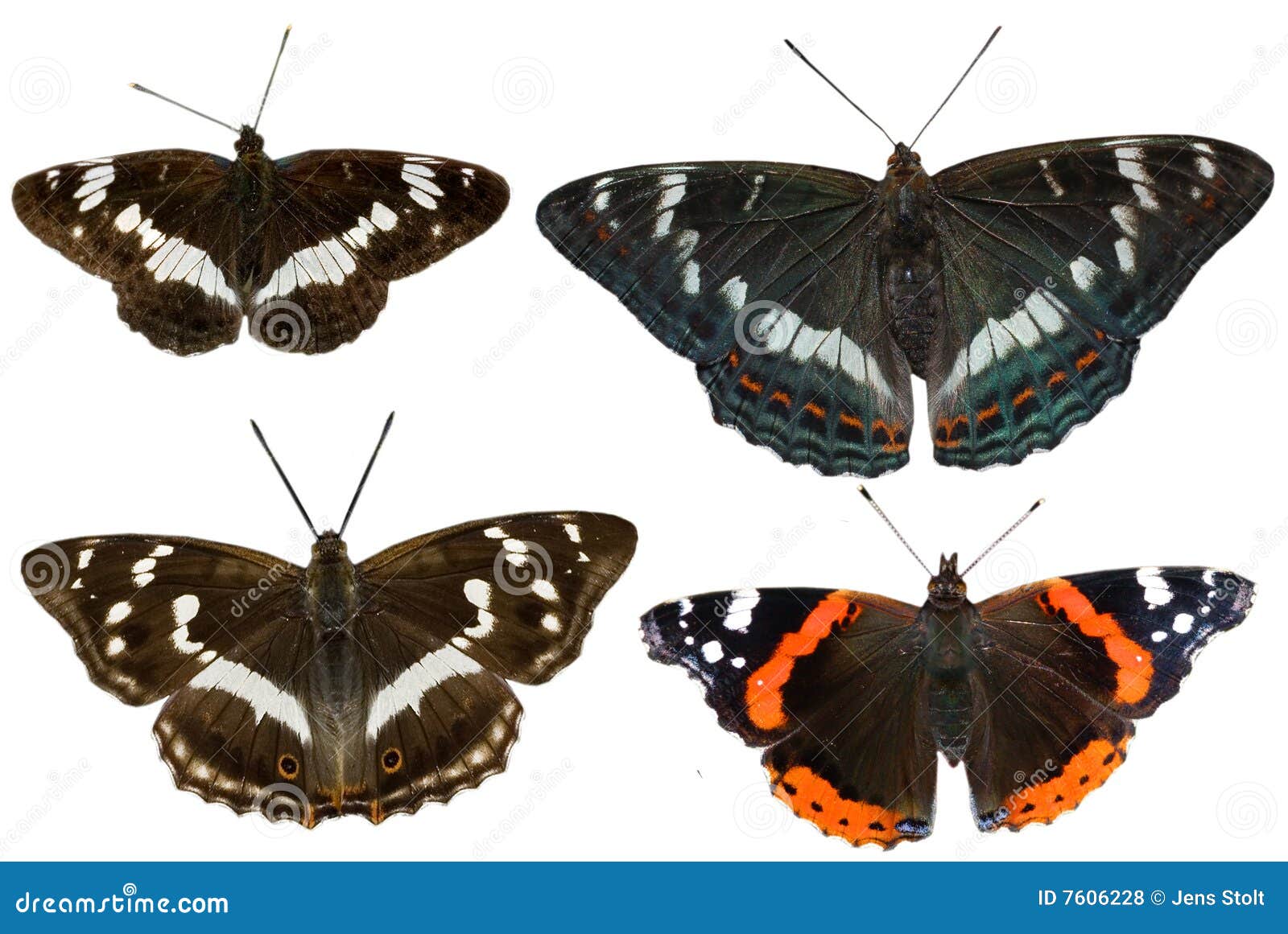 Zwarte Vlinder Tattoos