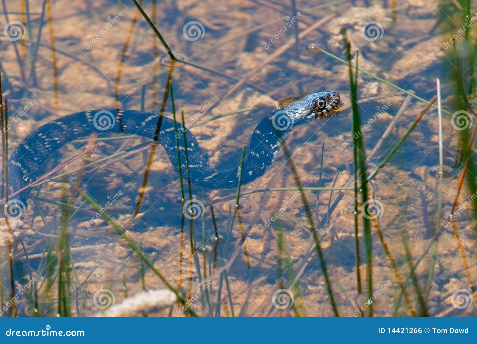 Zwarte waterslang stock foto. Image of water, naughty - 14421266