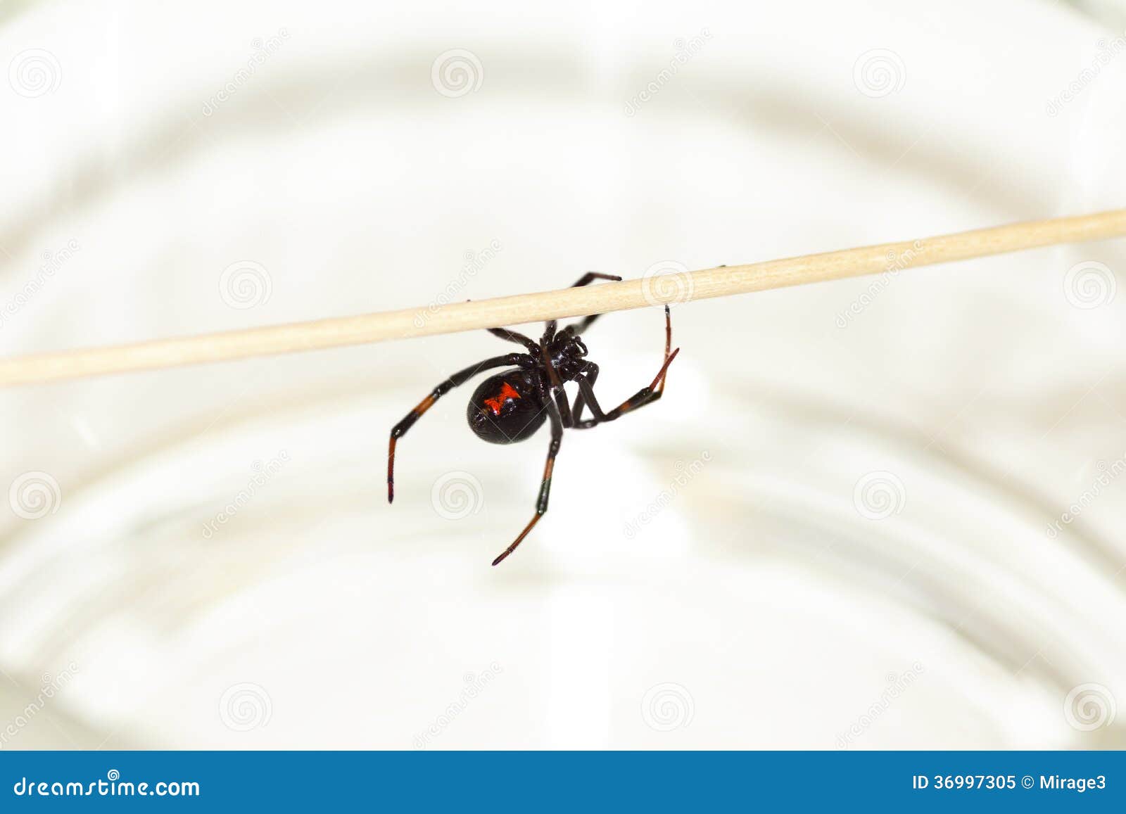 Zwarte weduwe spin-2 stock afbeelding. Image of benen - 36997305